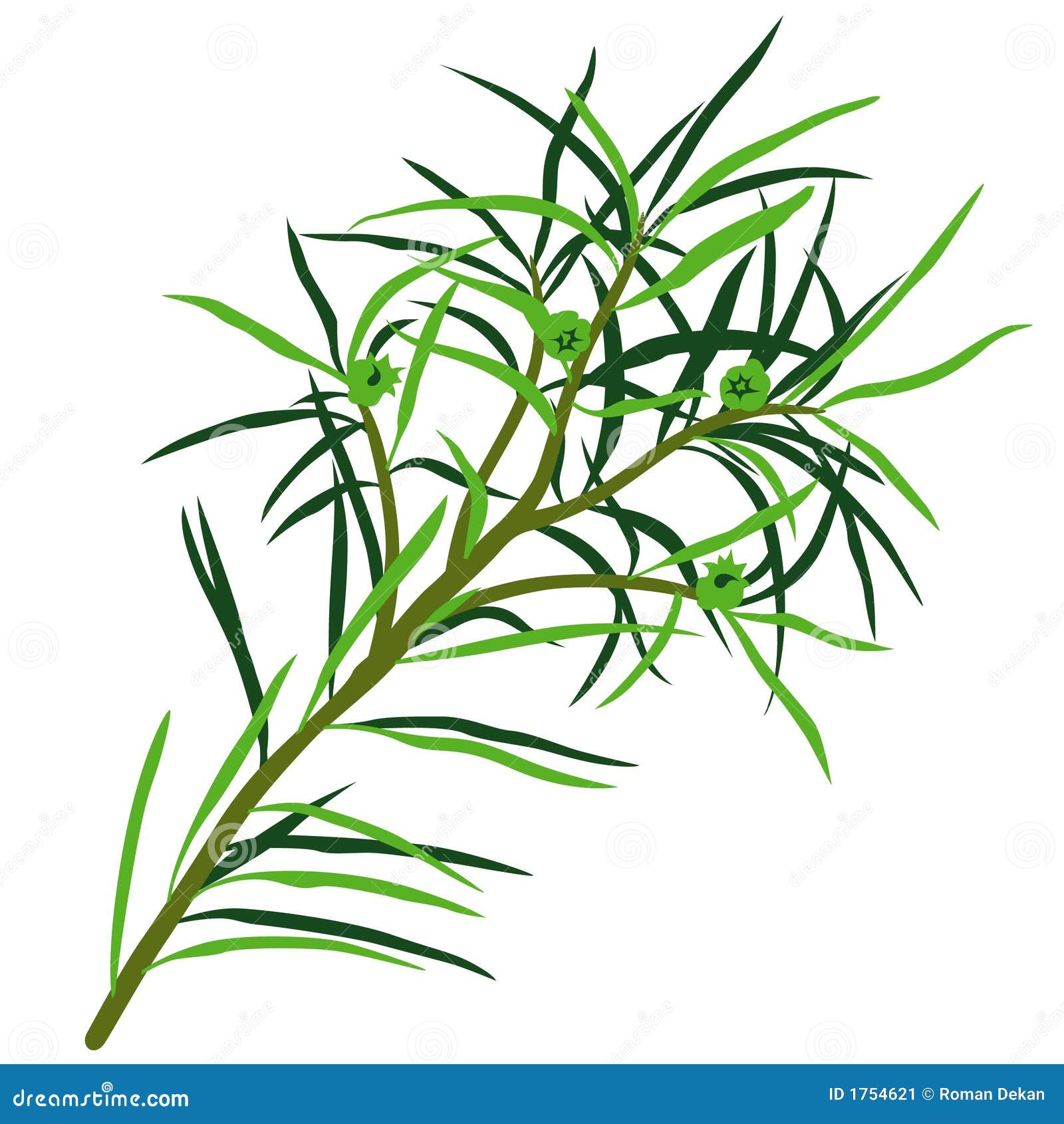 Tea Tree stock vector. Illustration of clipart, vector - 1754621