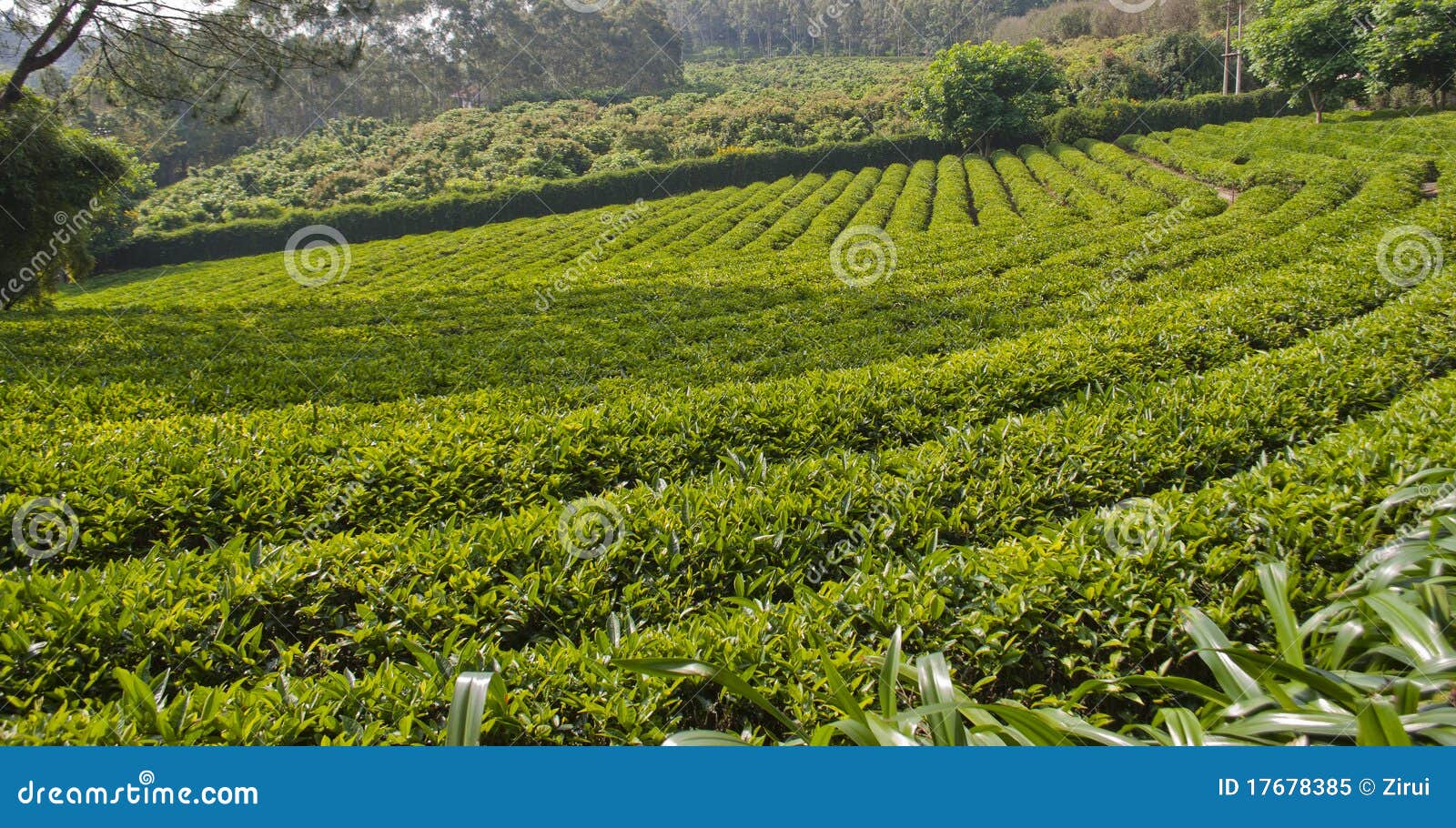Tea tree stock image. Image of orchards, tourism, mountains - 17678385