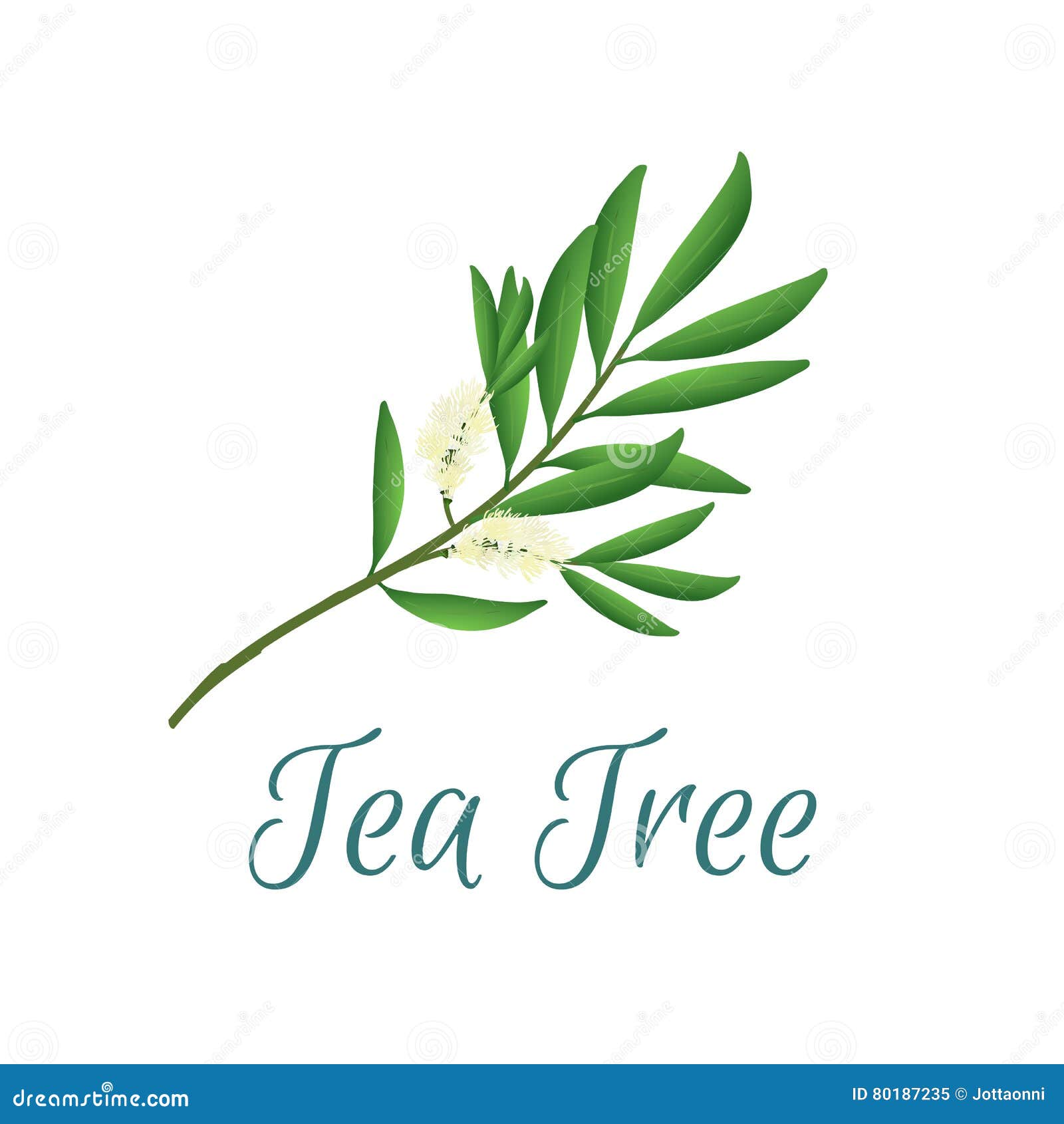 Tea Tree Branch with Flowers and Leaves. Malaleuca or Tea Tree Design ...