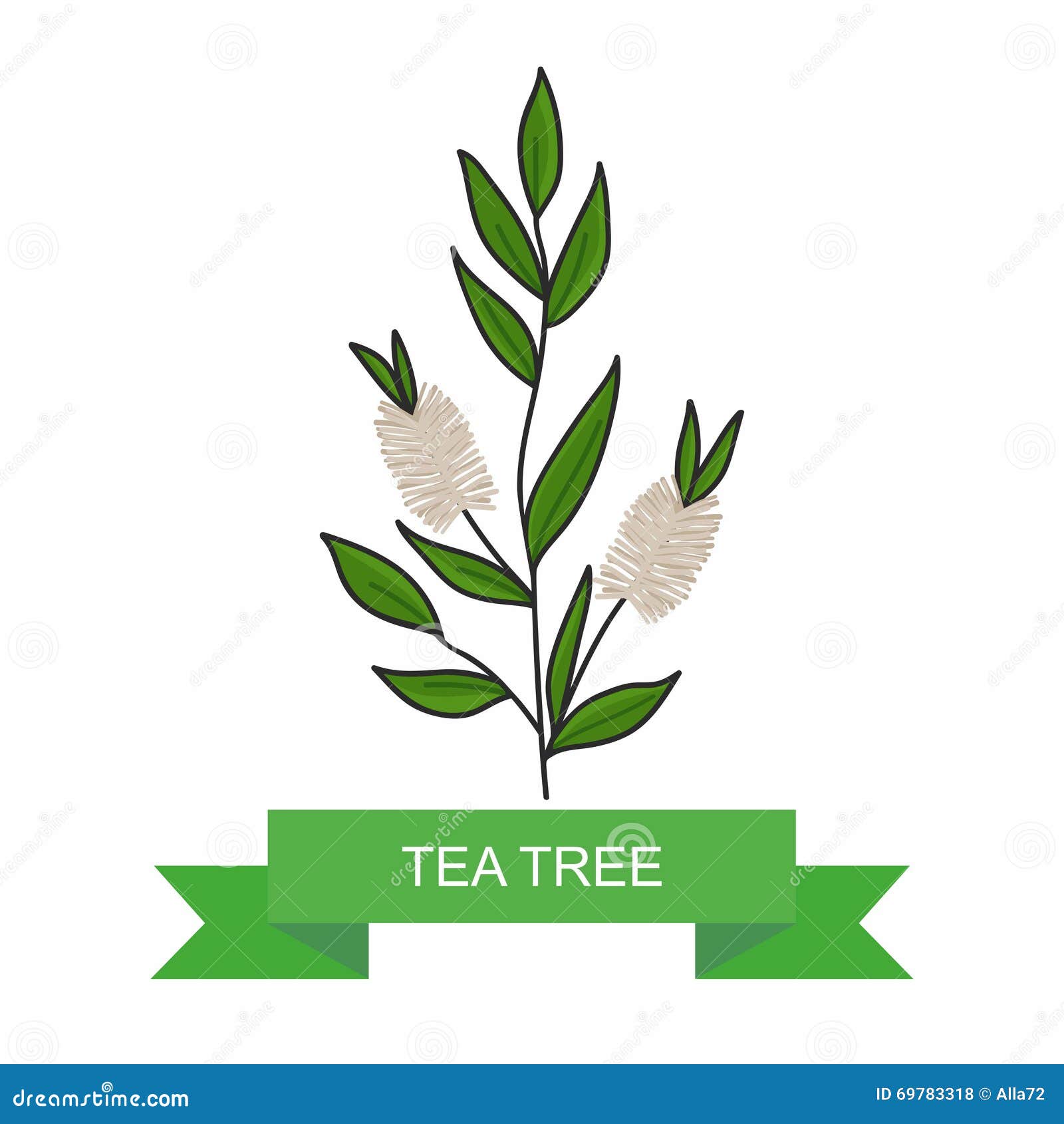 Tea Tree Branch with Flowers. Vector Illustration Stock Vector ...