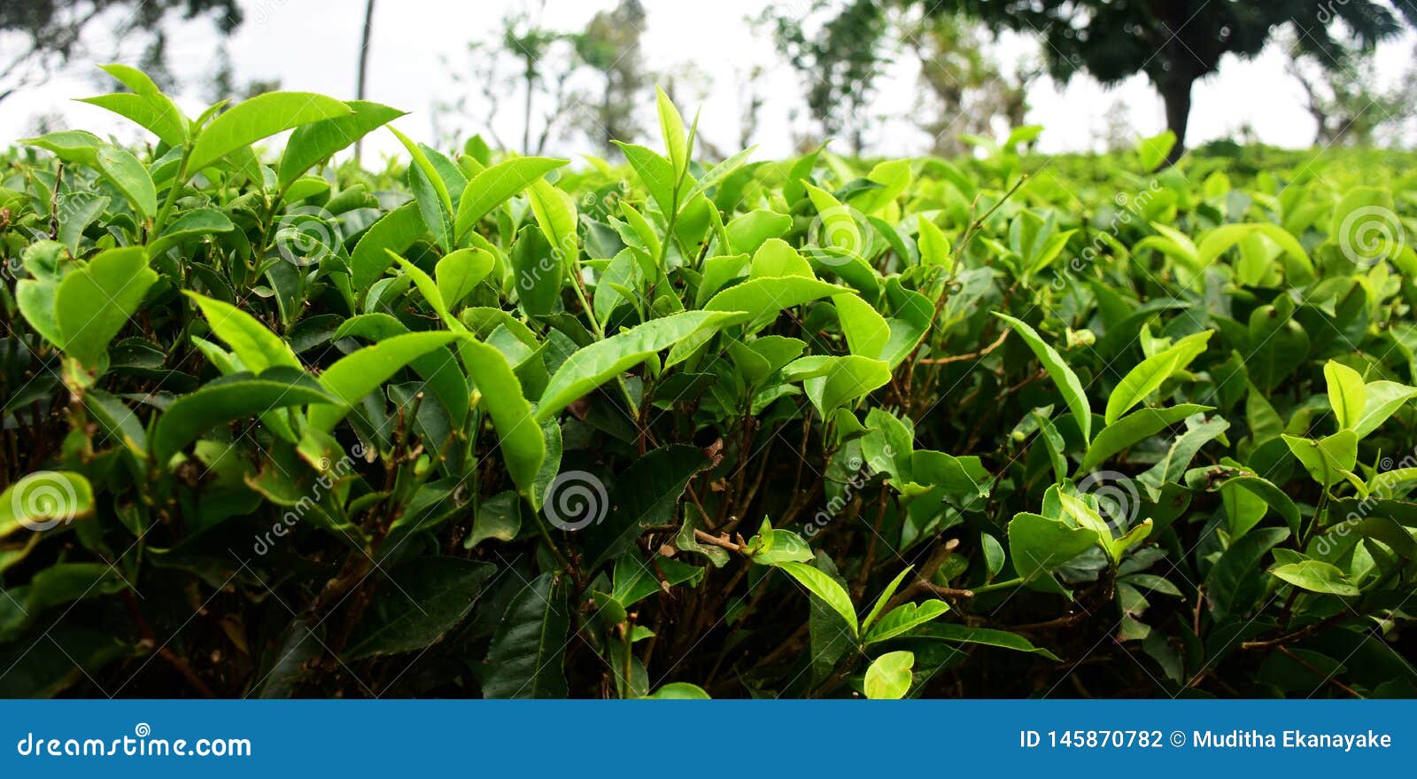 Tea tree bushes stock photo. Image of antioxidant, aromatherapy - 145870782
