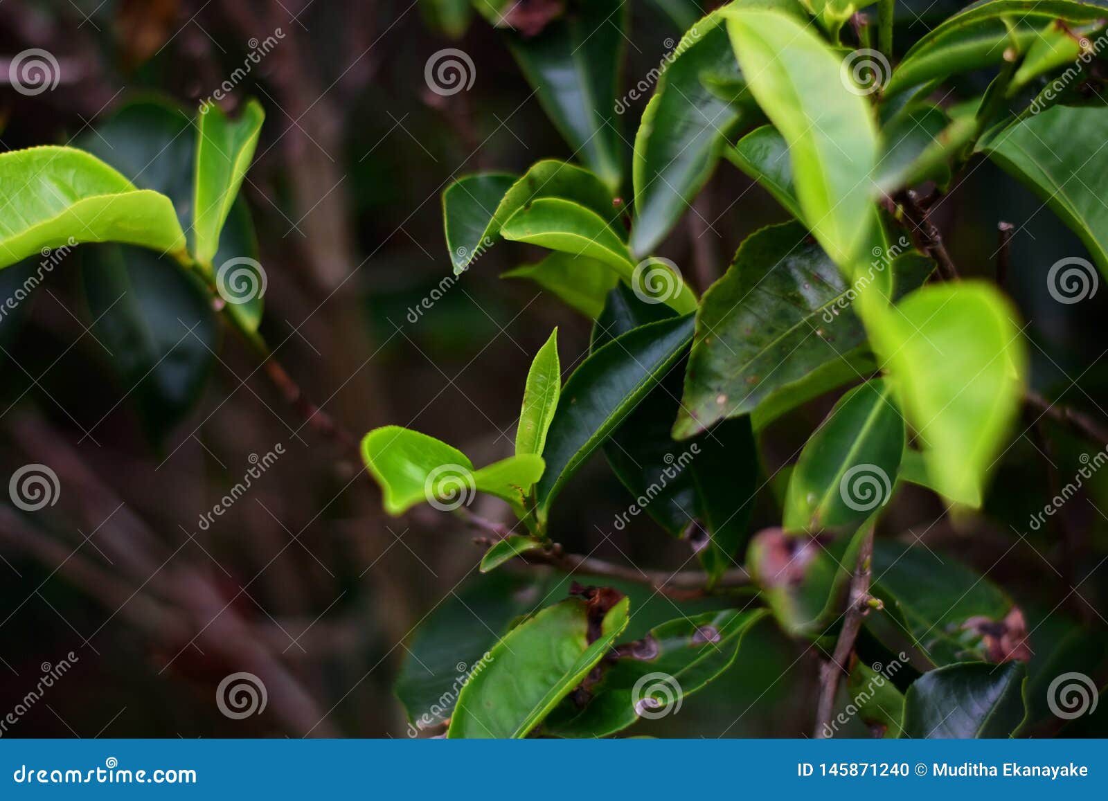 Tea tree bushes stock photo. Image of branch, drink - 145871240