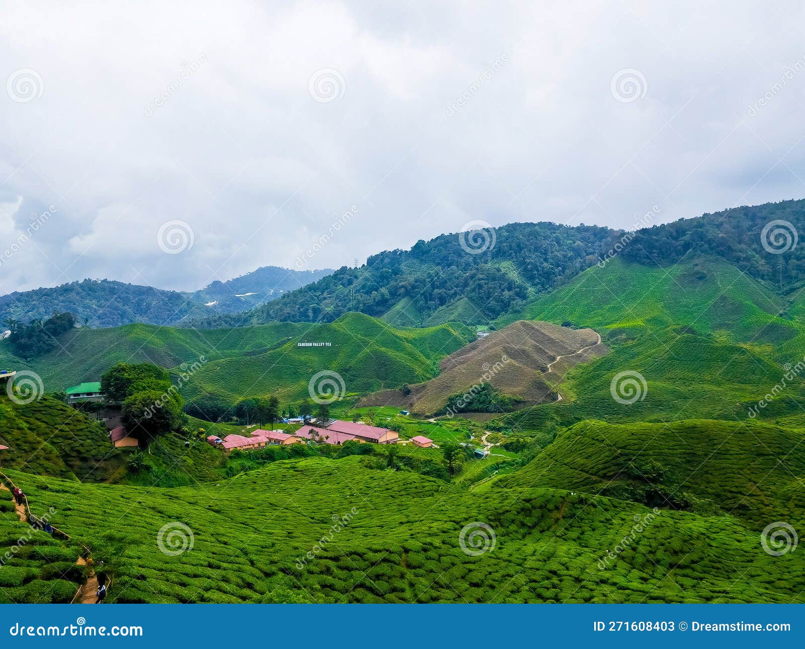 Tea Tree Farm at Beautiful Cameron Highlands Stock Image - Image of ...