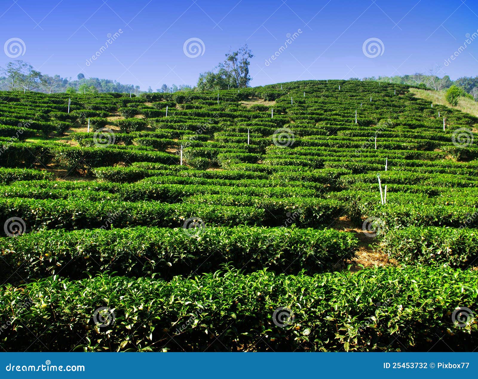 Tea Tree Farm, North of Thailand Stock Photo - Image of landscape ...