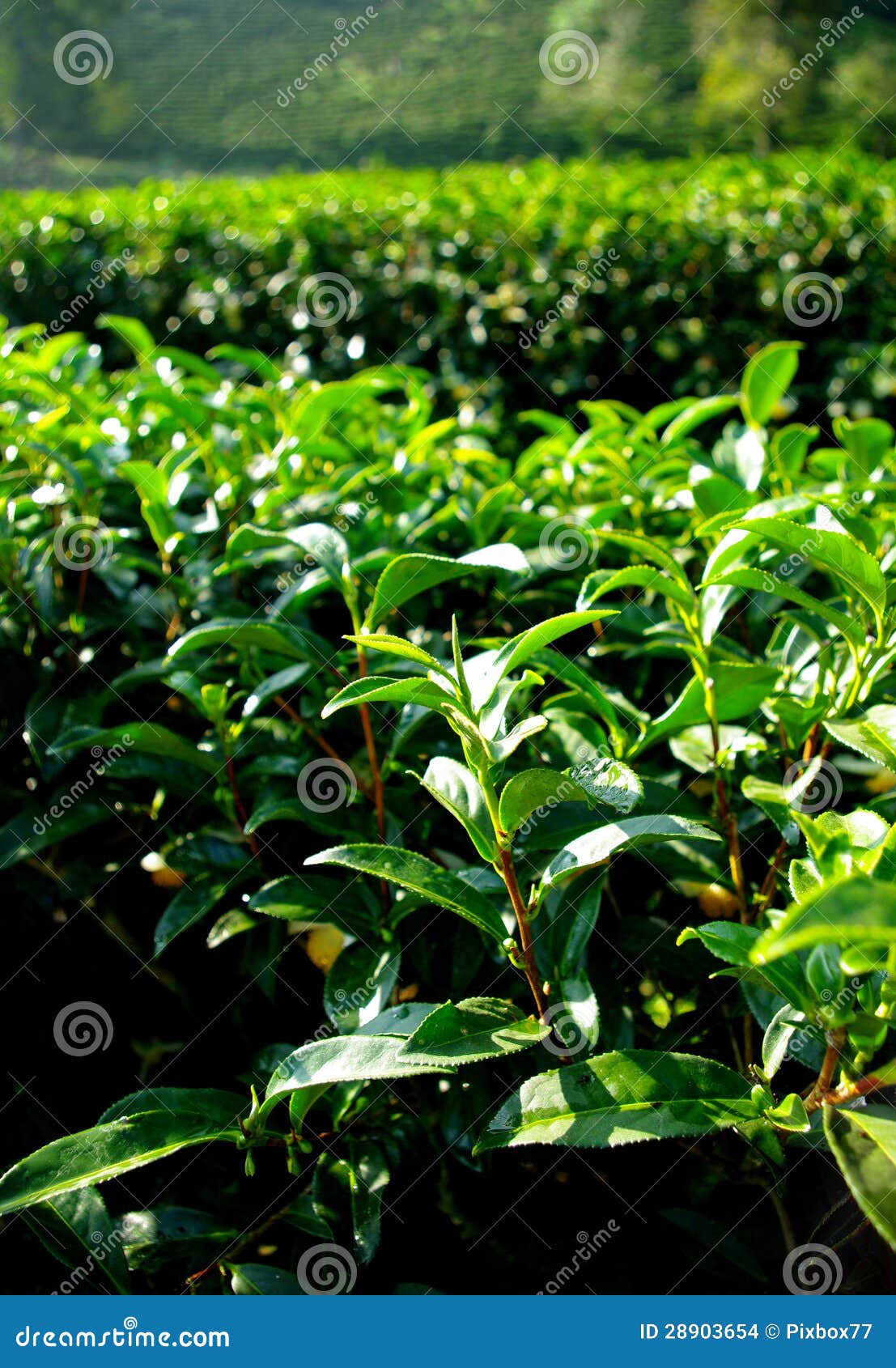 Tree Farming Vertical Royalty-Free Stock Image | CartoonDealer.com ...