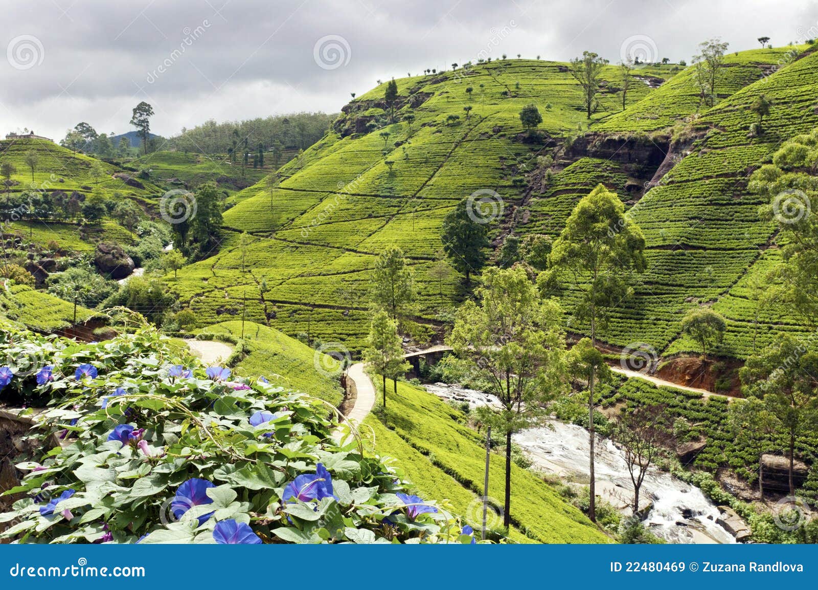 Tea Tree Field stock image. Image of hill, landscape - 22480469