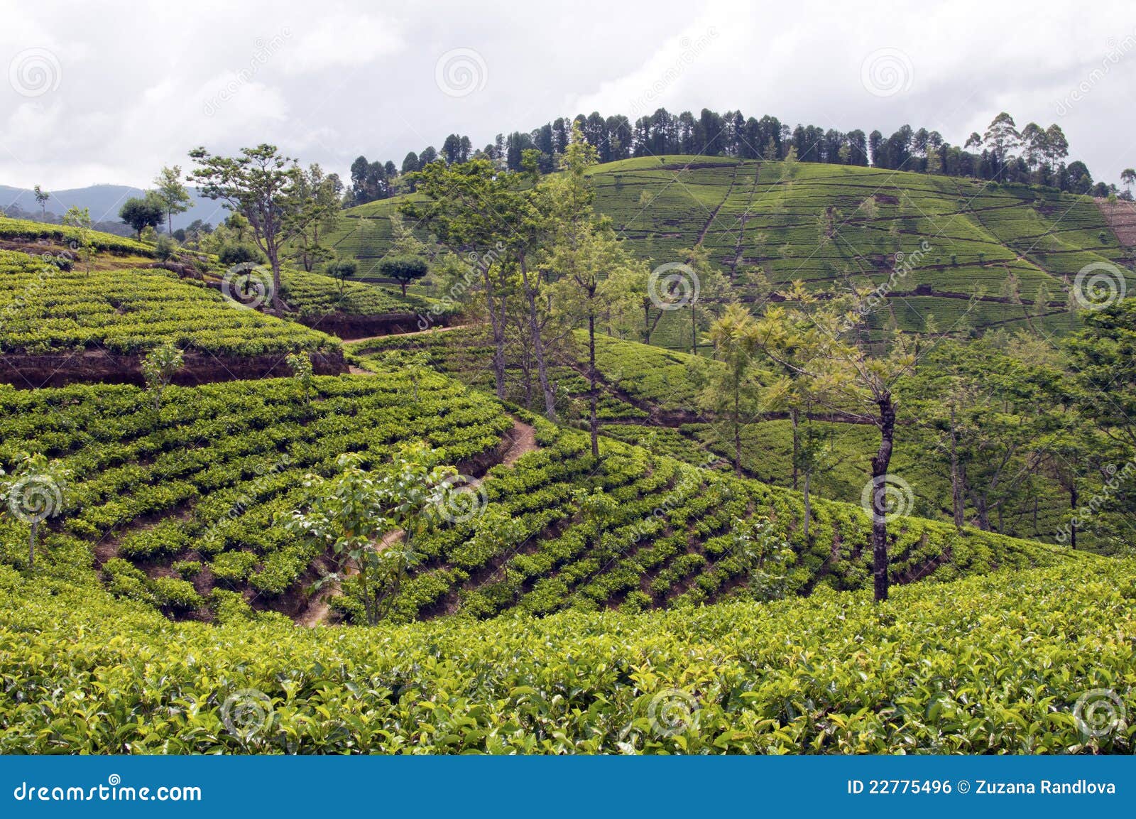 Tea Tree Field stock photo. Image of countryside, nature - 22775496