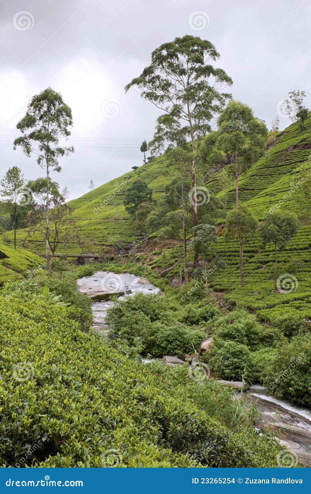 Tea Tree Field stock photo. Image of beautiful, environment - 23265254