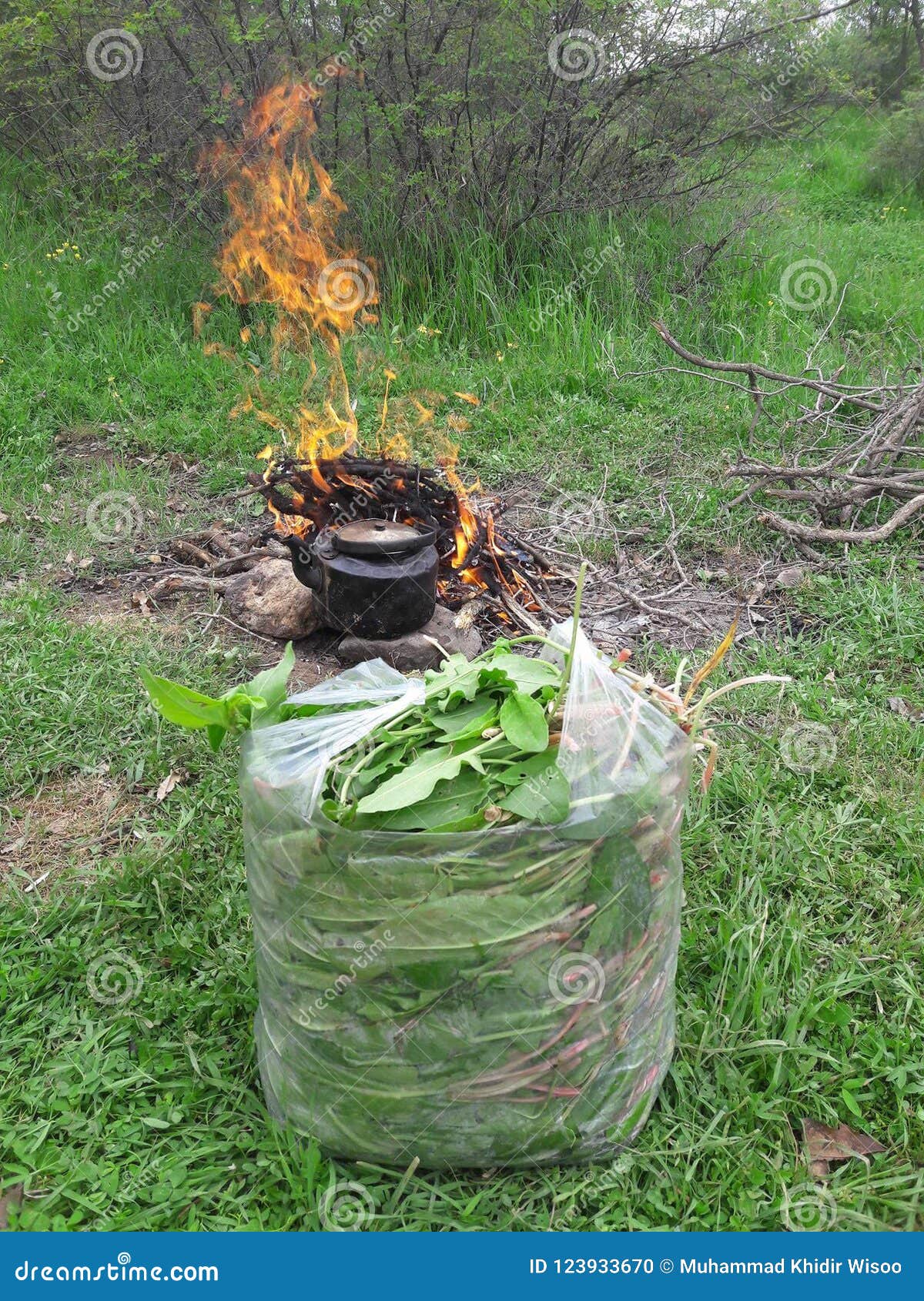 Tea with tree fire stock photo. Image of taste, teapot - 123933670