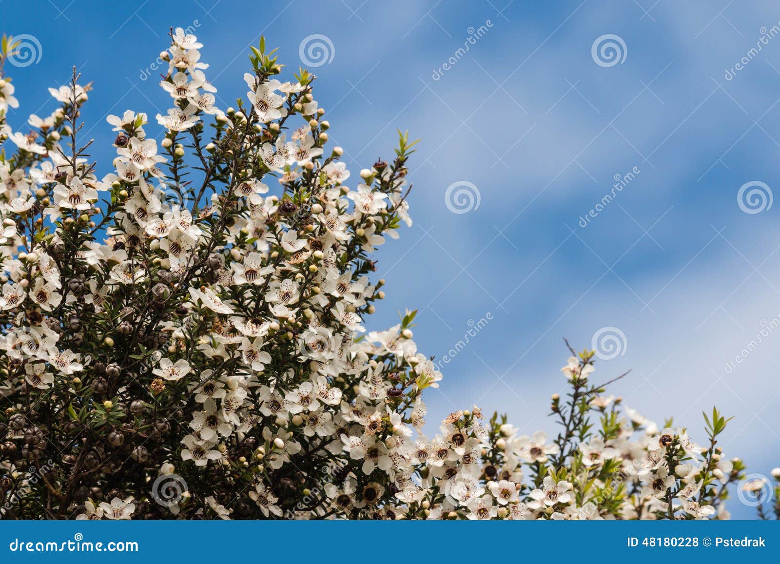 Tea tree flowers stock photo. Image of bloom, blue, petals - 48180228