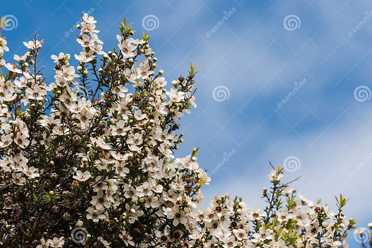 Tea tree flowers stock photo. Image of bloom, blue, petals - 48180228