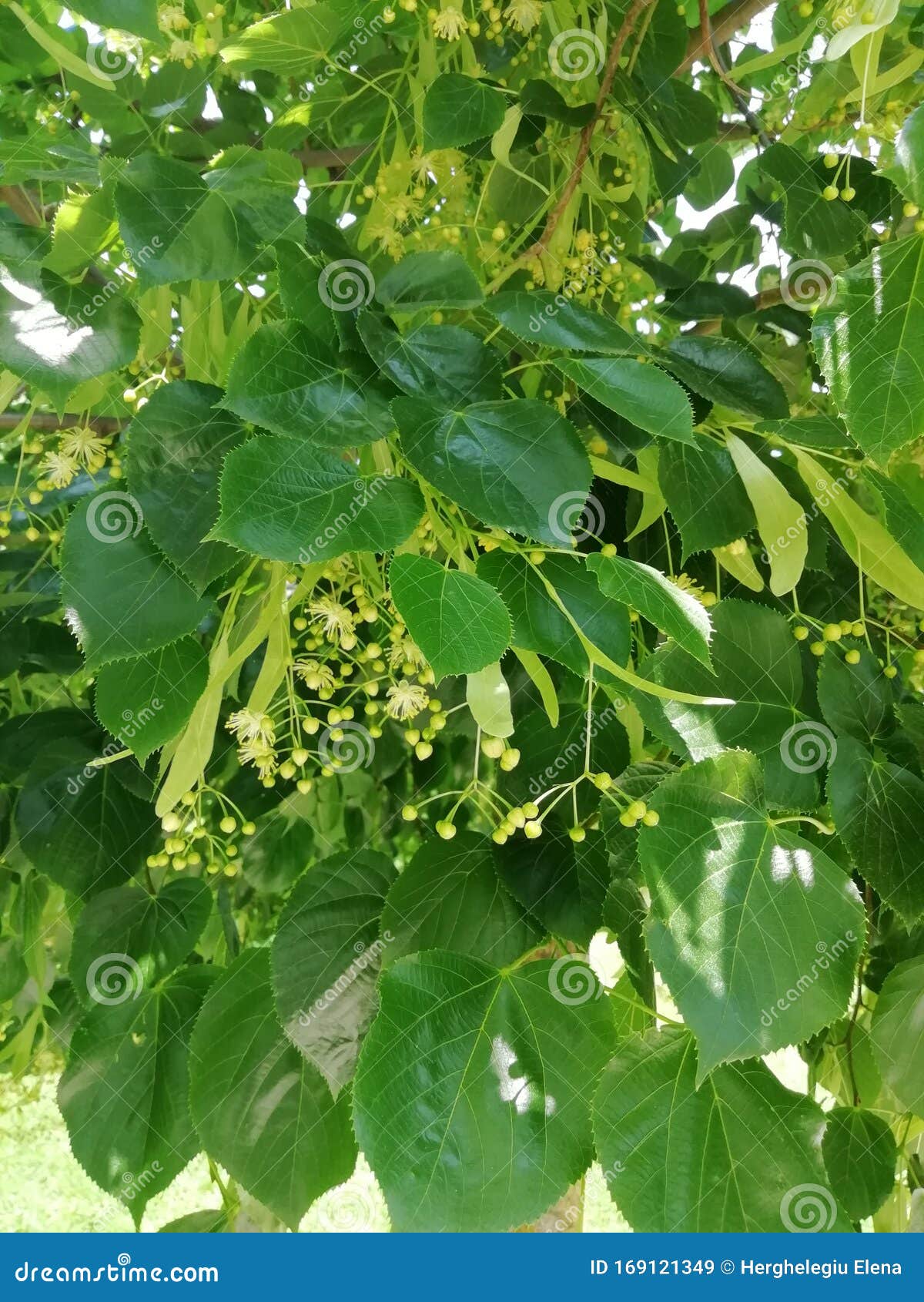Tea Tree Flowers in Spring before Opening Stock Image - Image of nature ...
