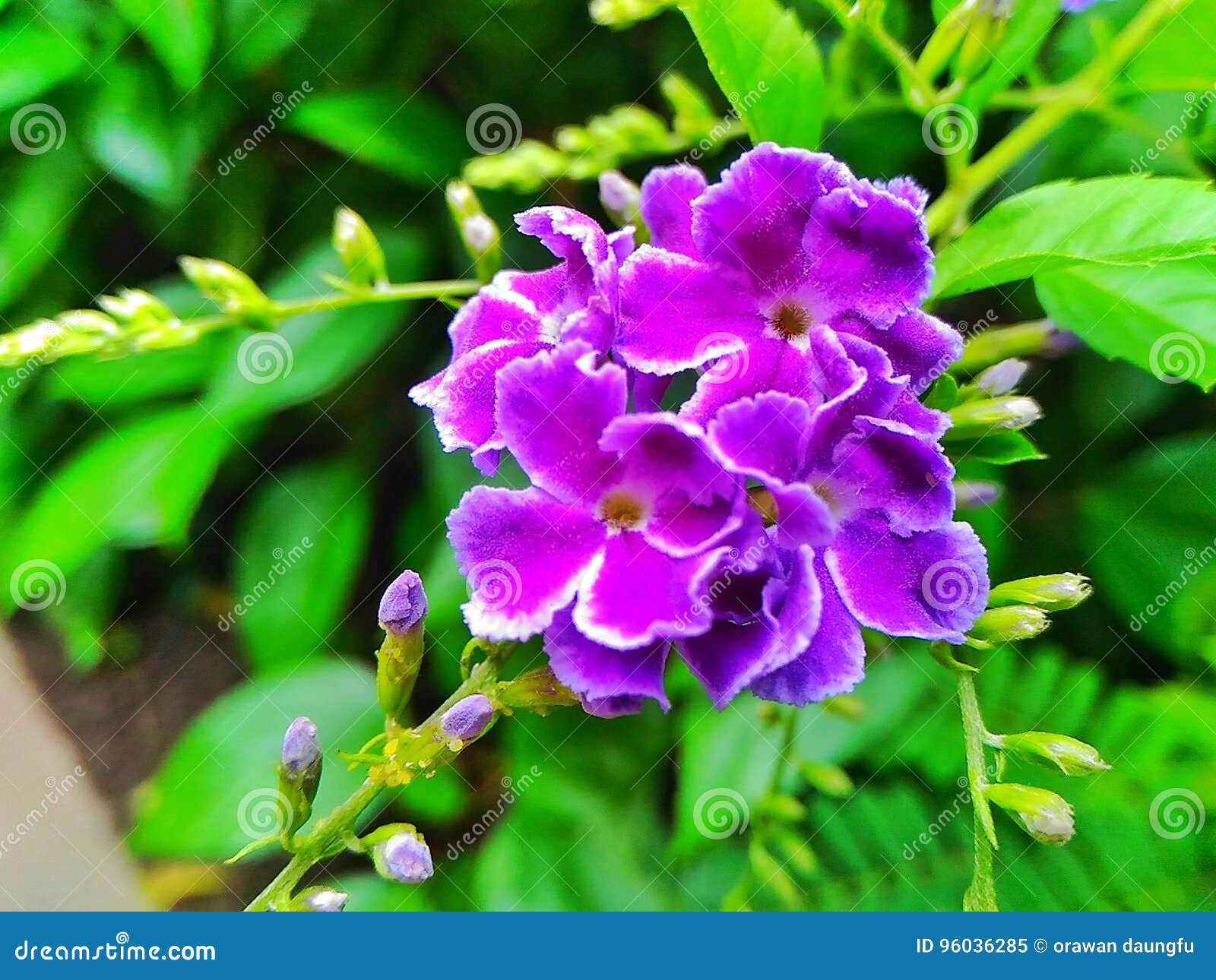 Tea tree gold. stock image. Image of bracteata, melaleuca - 96036285
