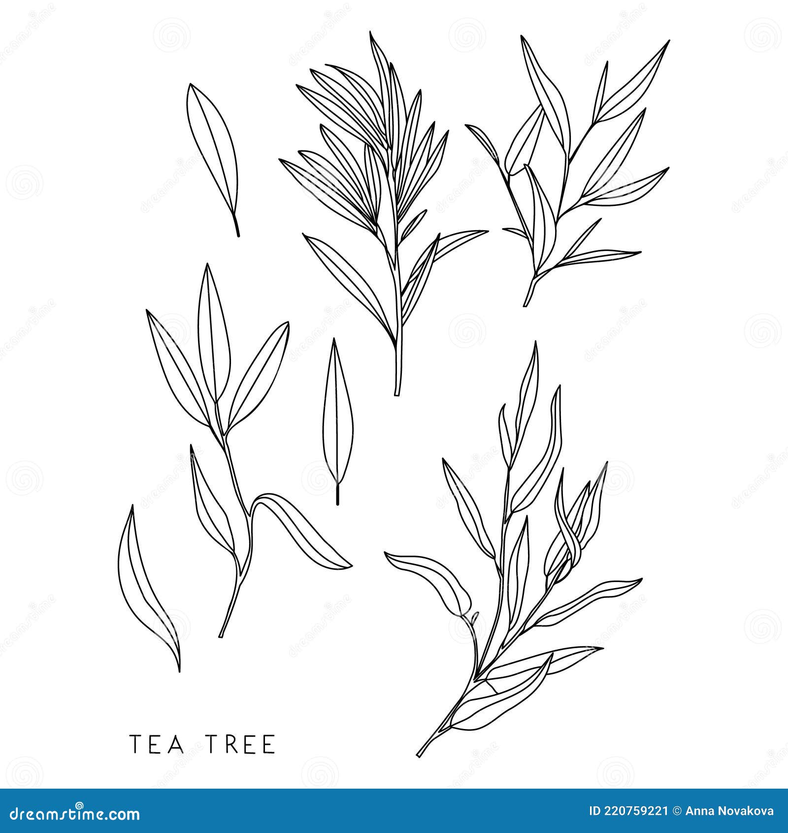 Tea Tree Hand Drawing. Sketch Illustration. Stock Vector - Illustration ...