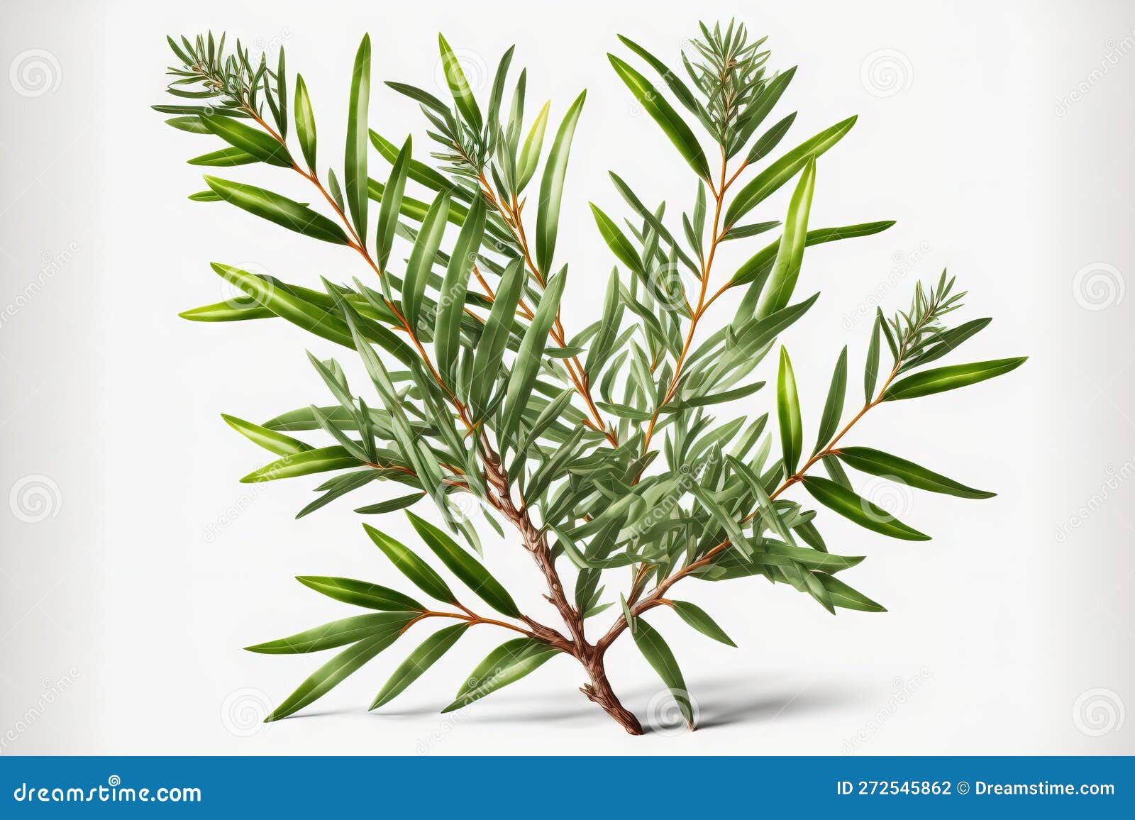 Tea Tree Isolated on White Background, Melaleuca Stock Illustration ...