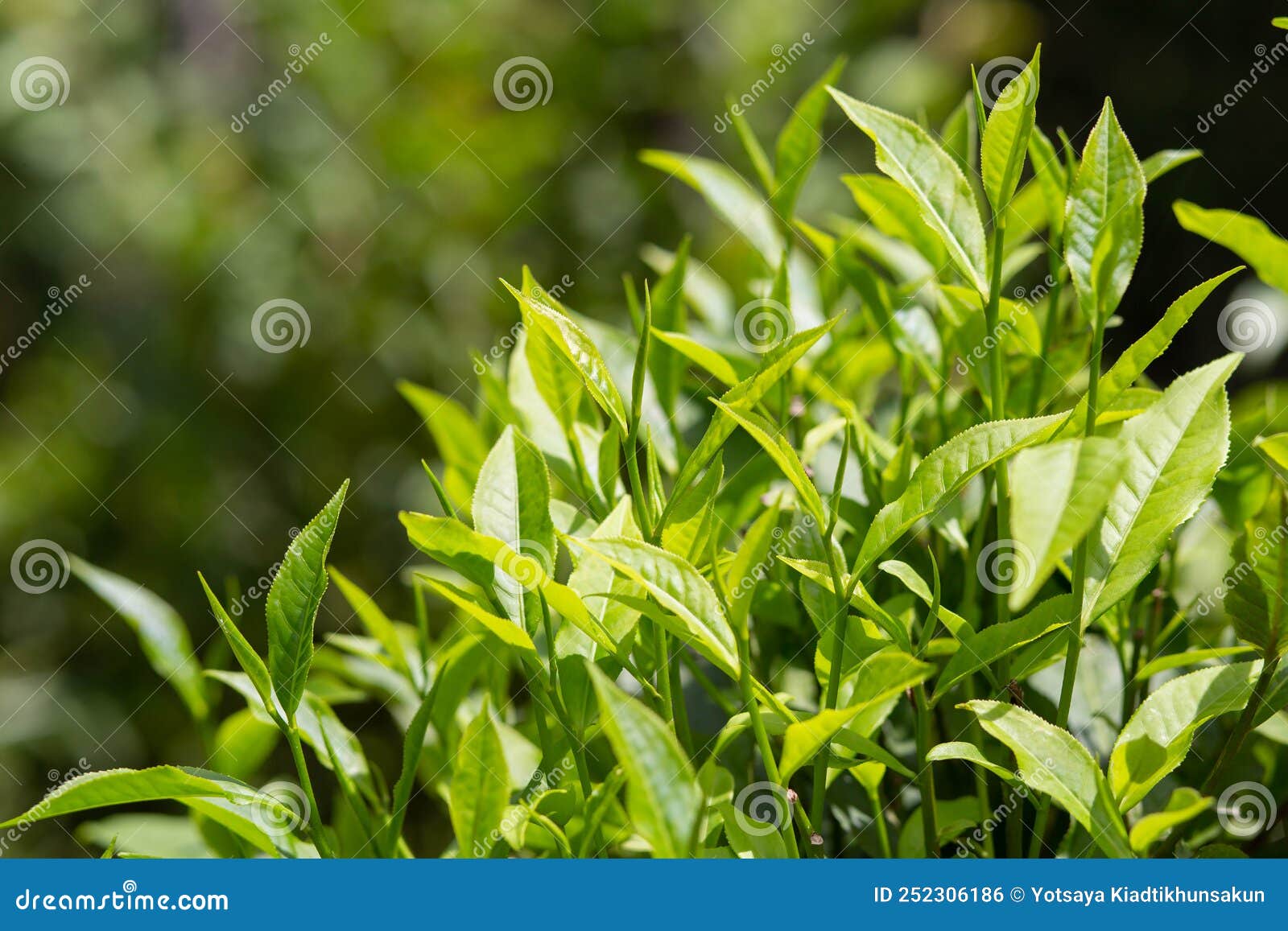 Tea tree,tea leaves stock photo. Image of clean, nature - 252306186