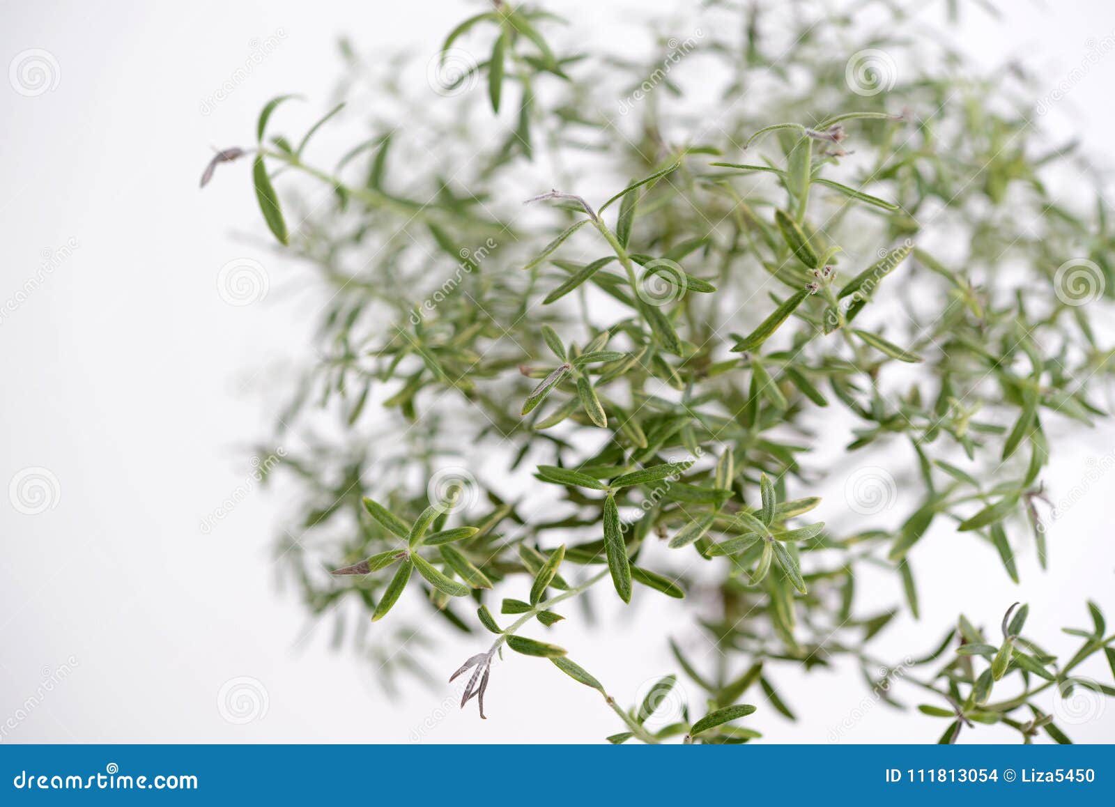 Tea tree leaves stock photo. Image of alternifolia, cuttings - 111813054