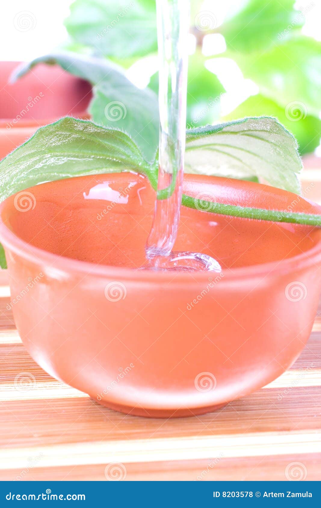 Tea tree oil stock photo. Image of healthy, aromatherapy - 8203578