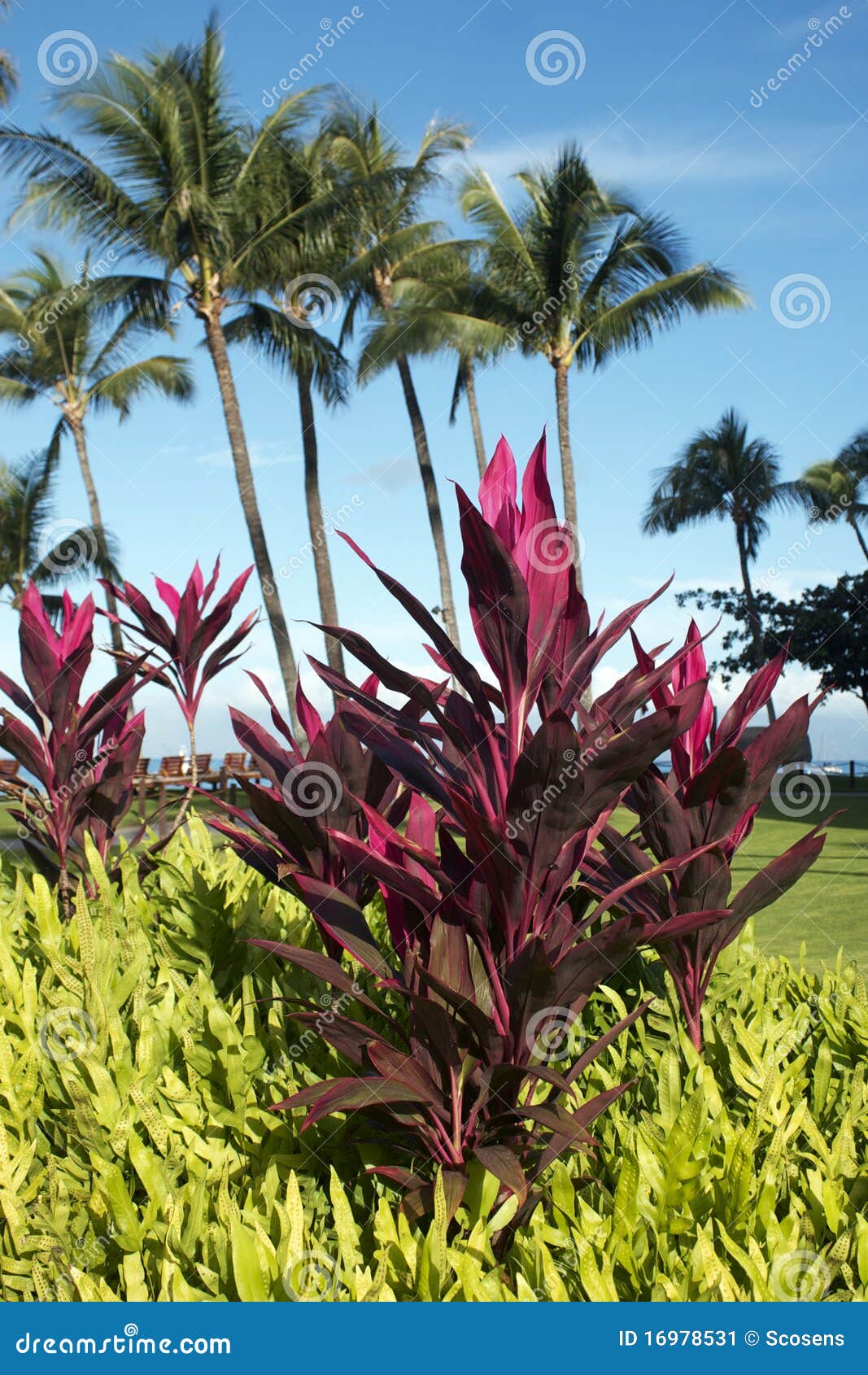 Tea tree plant stock image. Image of tropical, hawaiian - 16978531