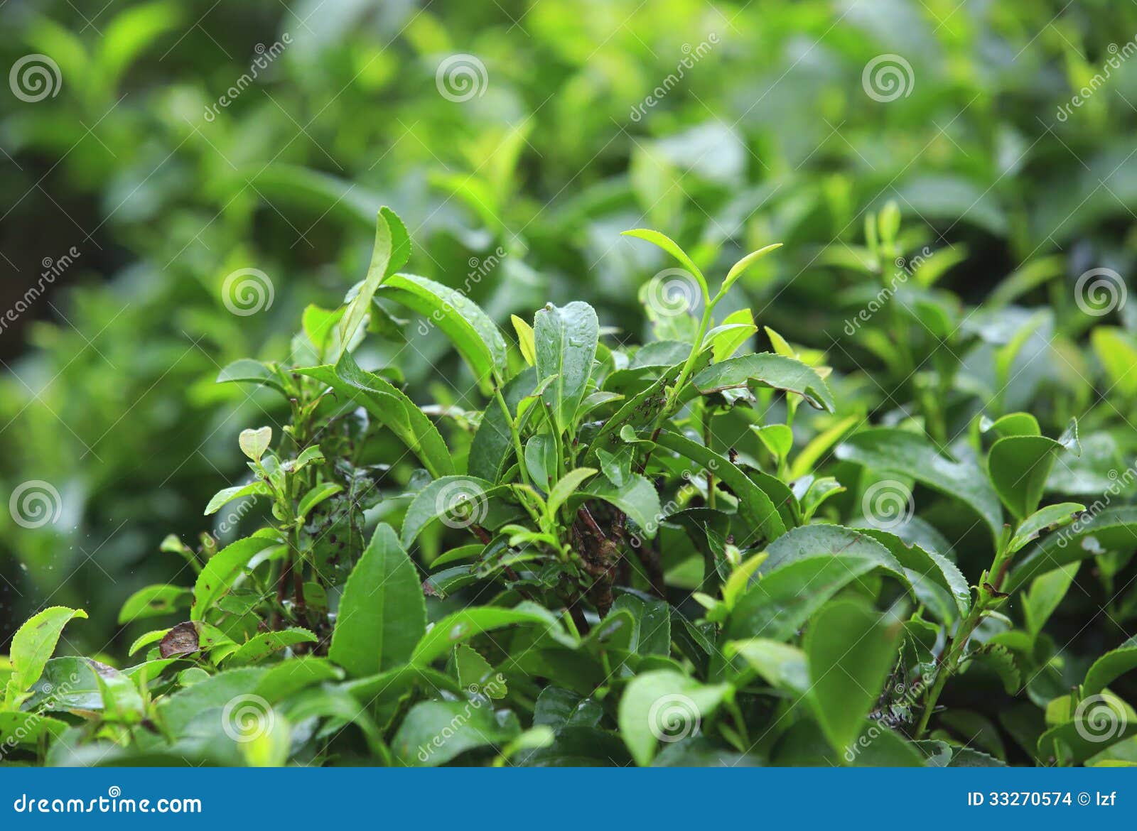 Tea tree stock photo. Image of leaves, forest, plant - 33270574