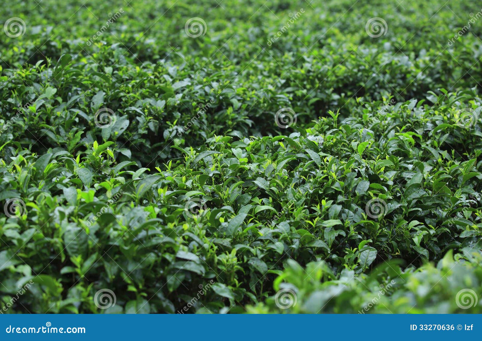 Tea tree plants stock photo. Image of drink, china, plantation - 33270636