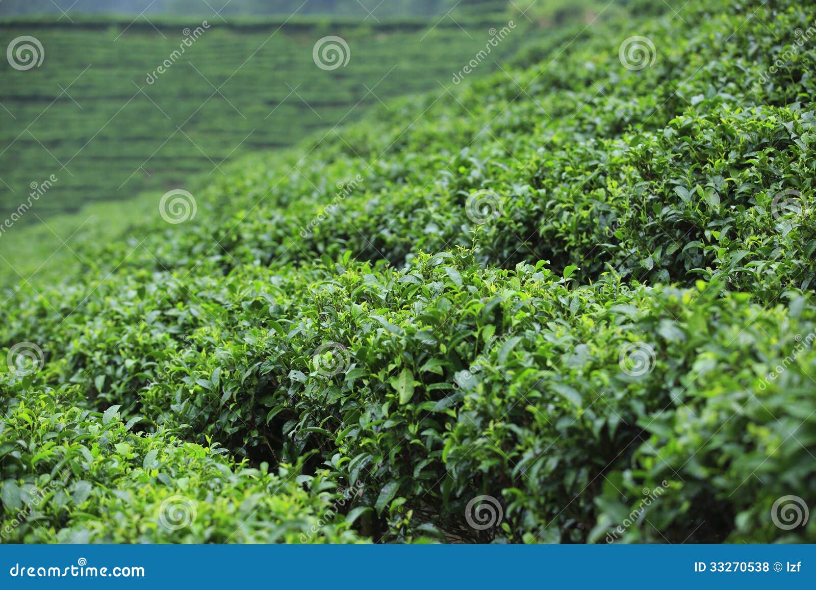 Tea tree plants stock photo. Image of drink, grow, natural - 33270538