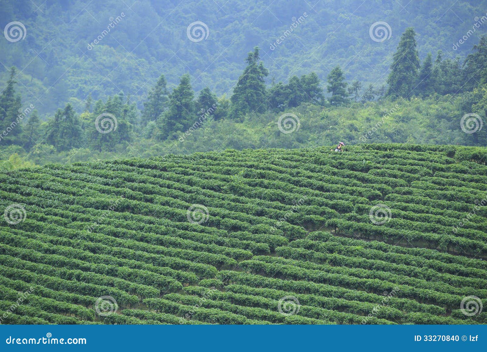 Tea Tree Plants on Mountain Stock Photo - Image of outdoor, line: 33270840
