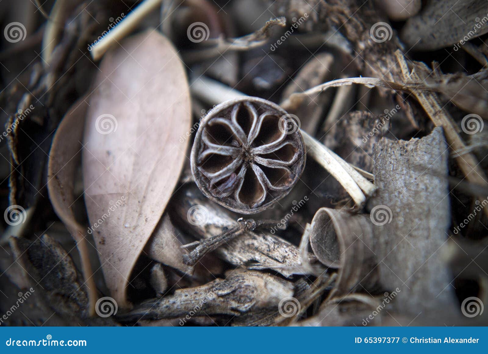 Tea tree seed close up stock image. Image of close, seed - 65397377