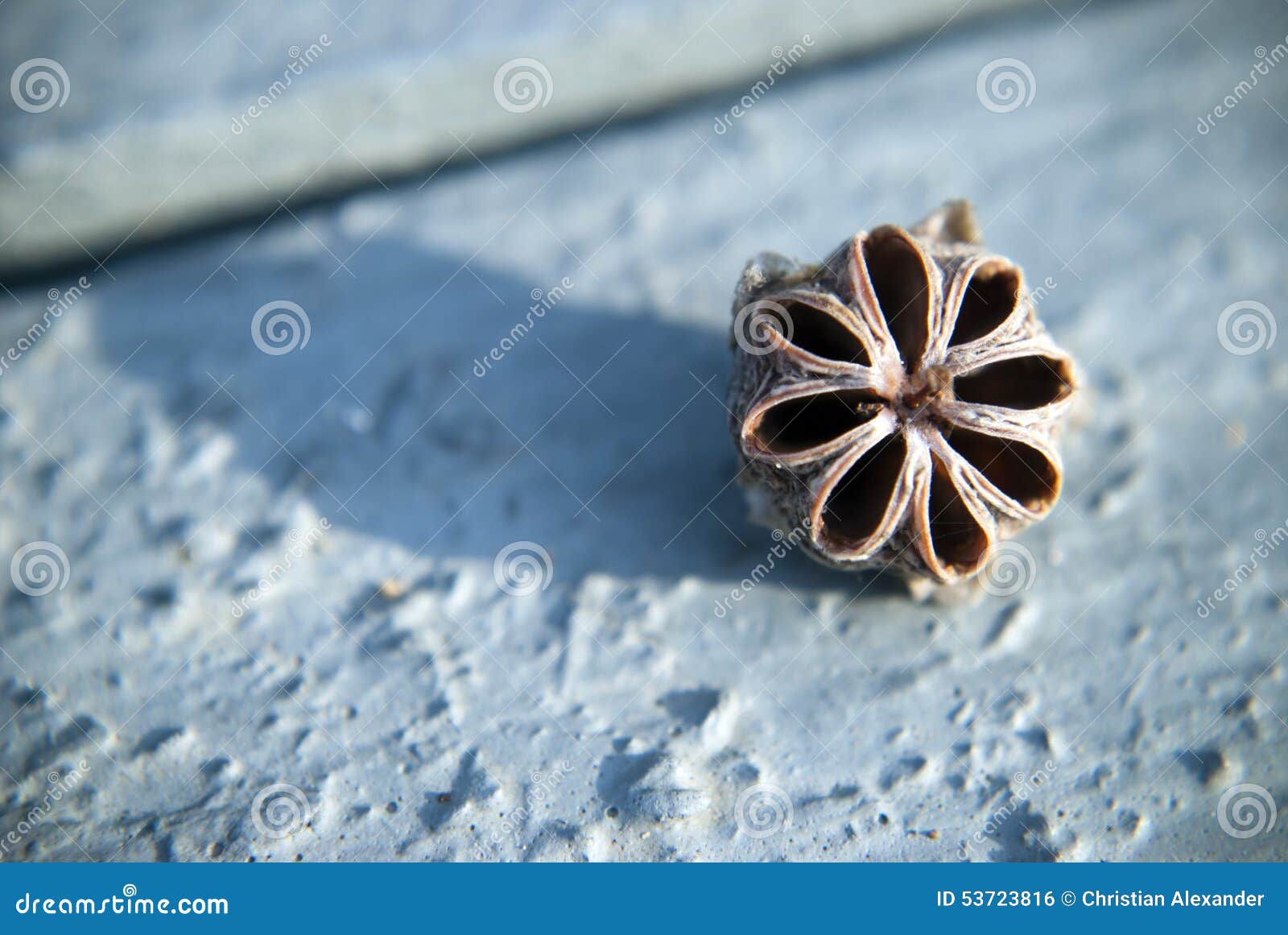 Tea tree seed close up stock photo. Image of closeup - 53723816