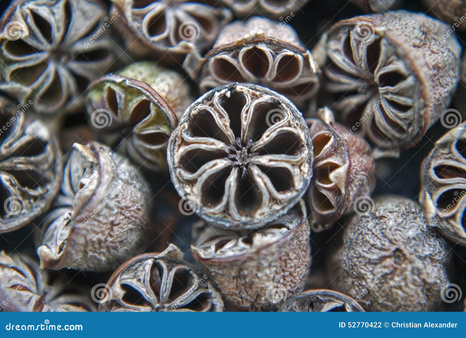 807 Tea Tree Seeds Stock Photos - Free & Royalty-Free Stock Photos from ...