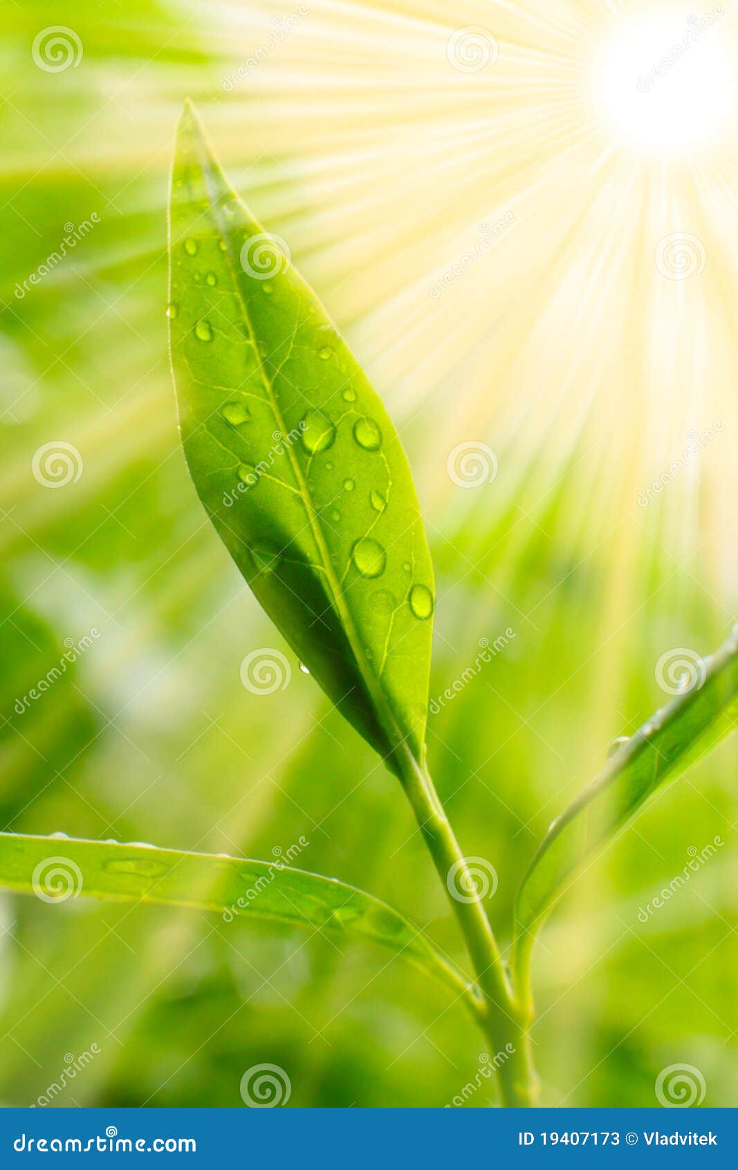 Tea Tree (Thea Sinensis). Royalty-Free Stock Photography ...