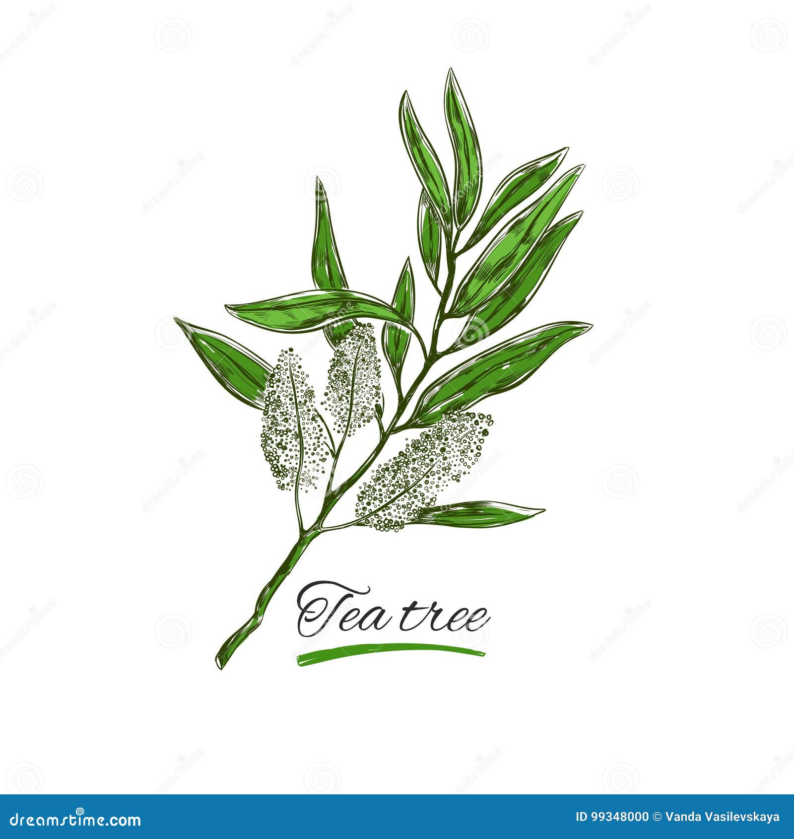 Tea Tree. Vector. Natural Herbs and Flowers. Organic Cosmetics Stock ...