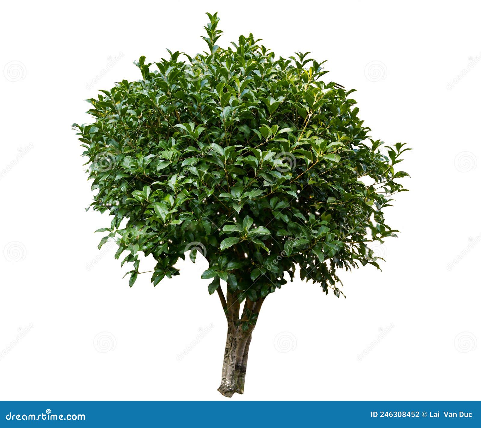 Tea Tree a White Background, Tea Trees Isolated Used for Design ...