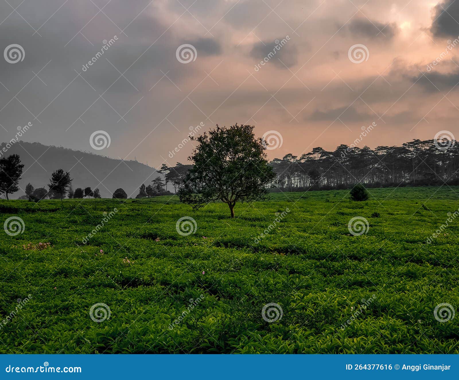The Tea Trees stock photo. Image of grassland, green - 264377616