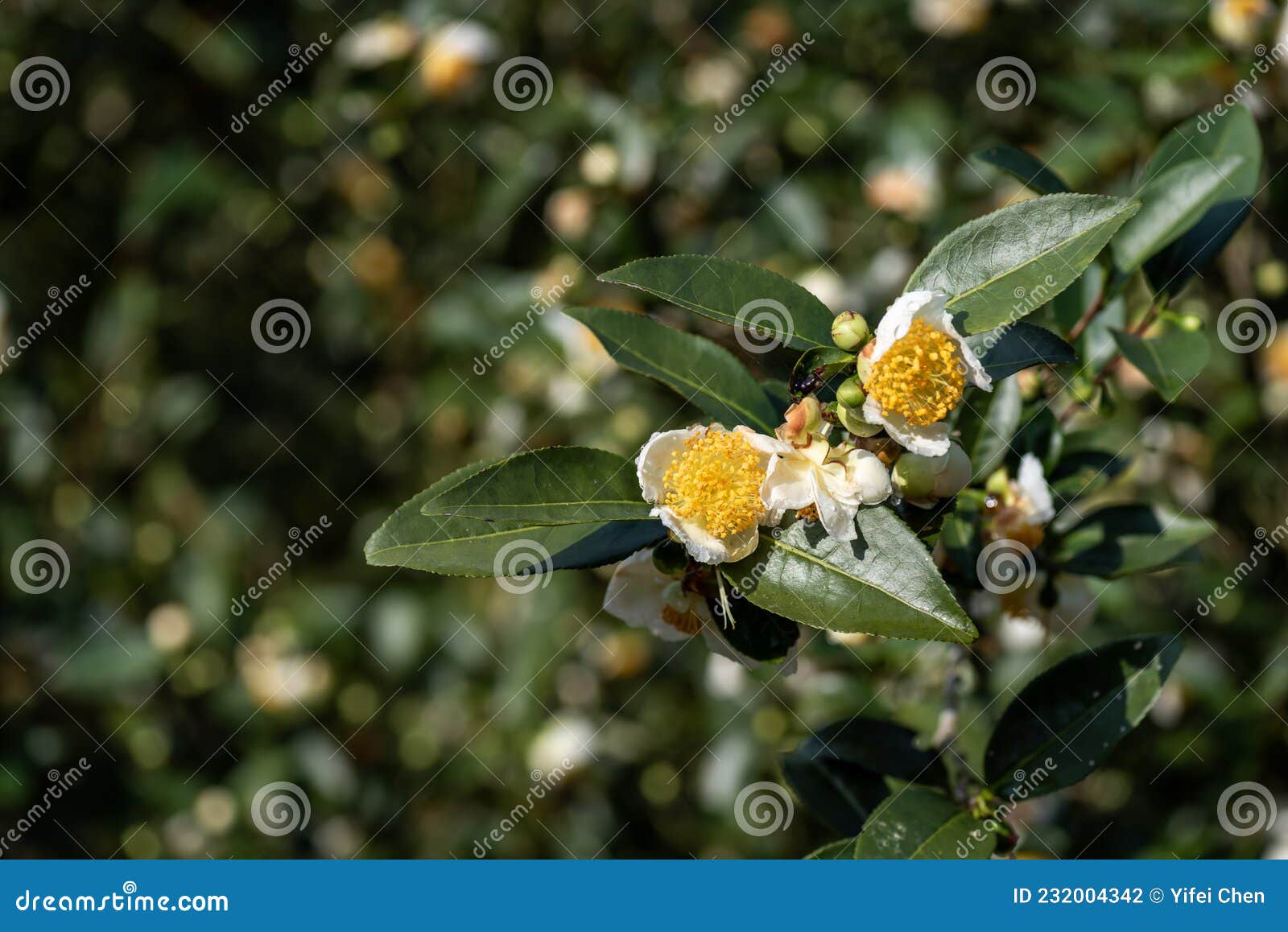 The Tea Trees in the Tea Garden are in Full Bloom Stock Photo - Image ...