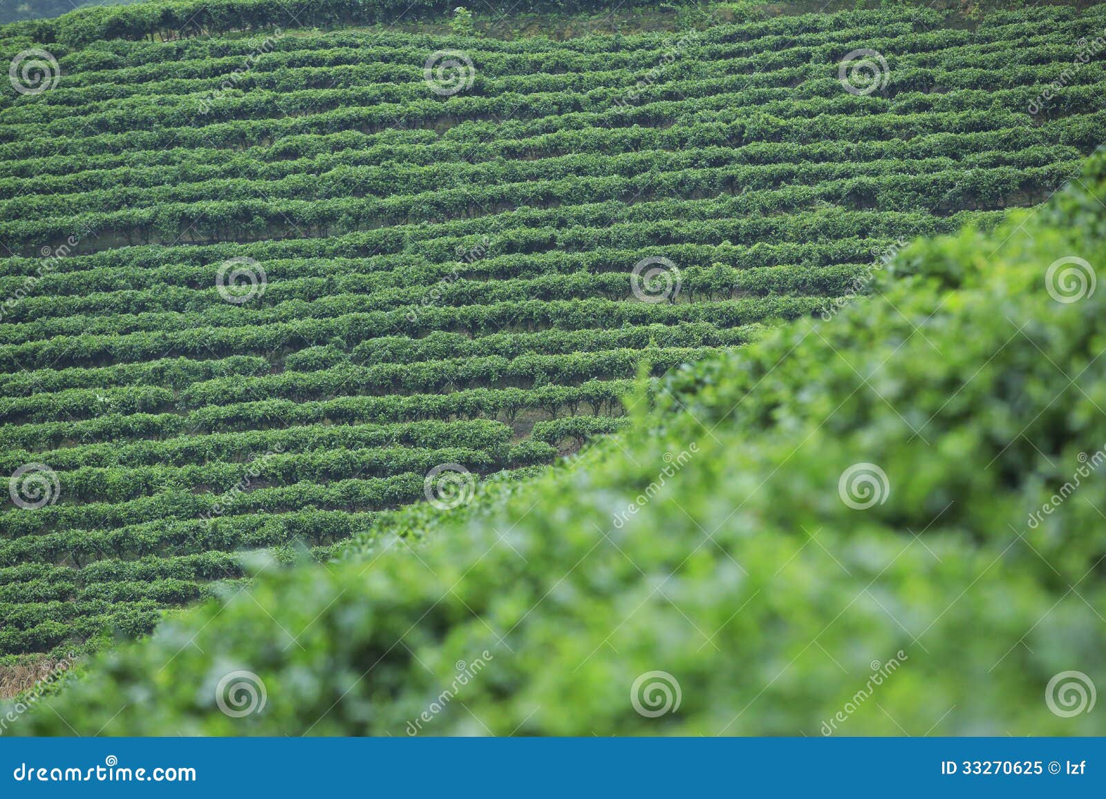 Tea trees mountain stock image. Image of herb, plant - 33270625