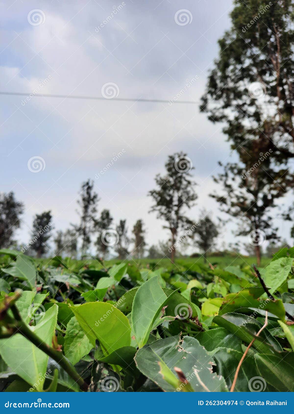 Tea Trees in One of Tea Garden in Subang West Java Stock Photo - Image ...