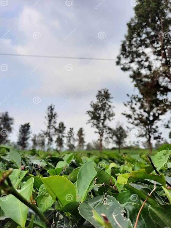 Tea Trees in One of Tea Garden in Subang West Java Stock Photo - Image ...