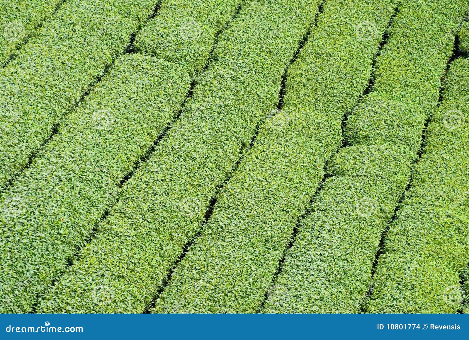 Tea trees in row stock photo. Image of crop, field, organic - 10801774