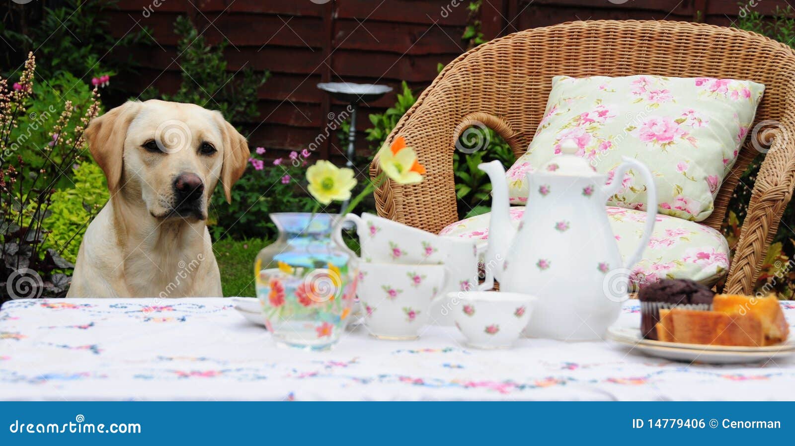 Tea for two stock photo. Image of gundog, gold, relax - 14779406