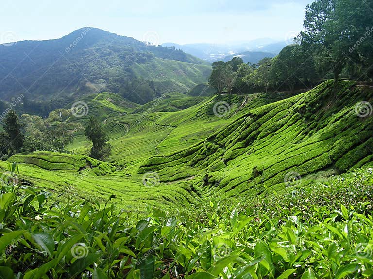 Tea Valley stock image. Image of heaven, atmosphere, foliage - 17242489