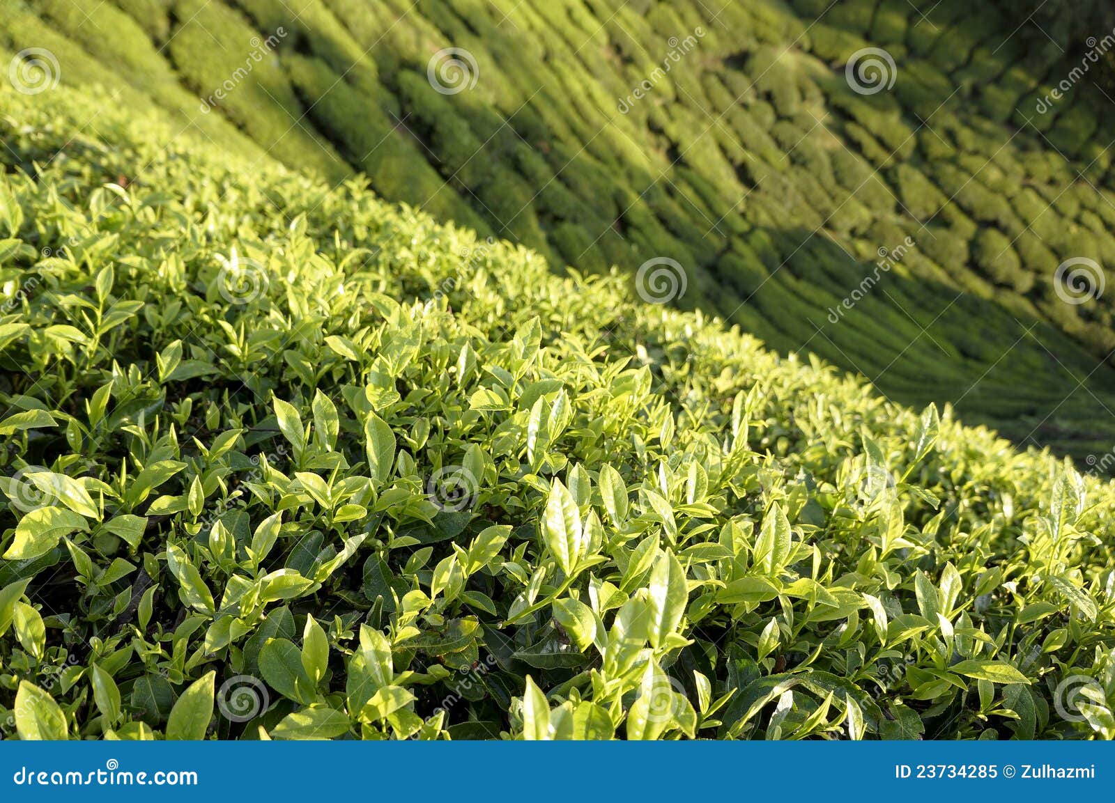 Tea valley stock image. Image of mist, leaf, light, destinations - 23734285