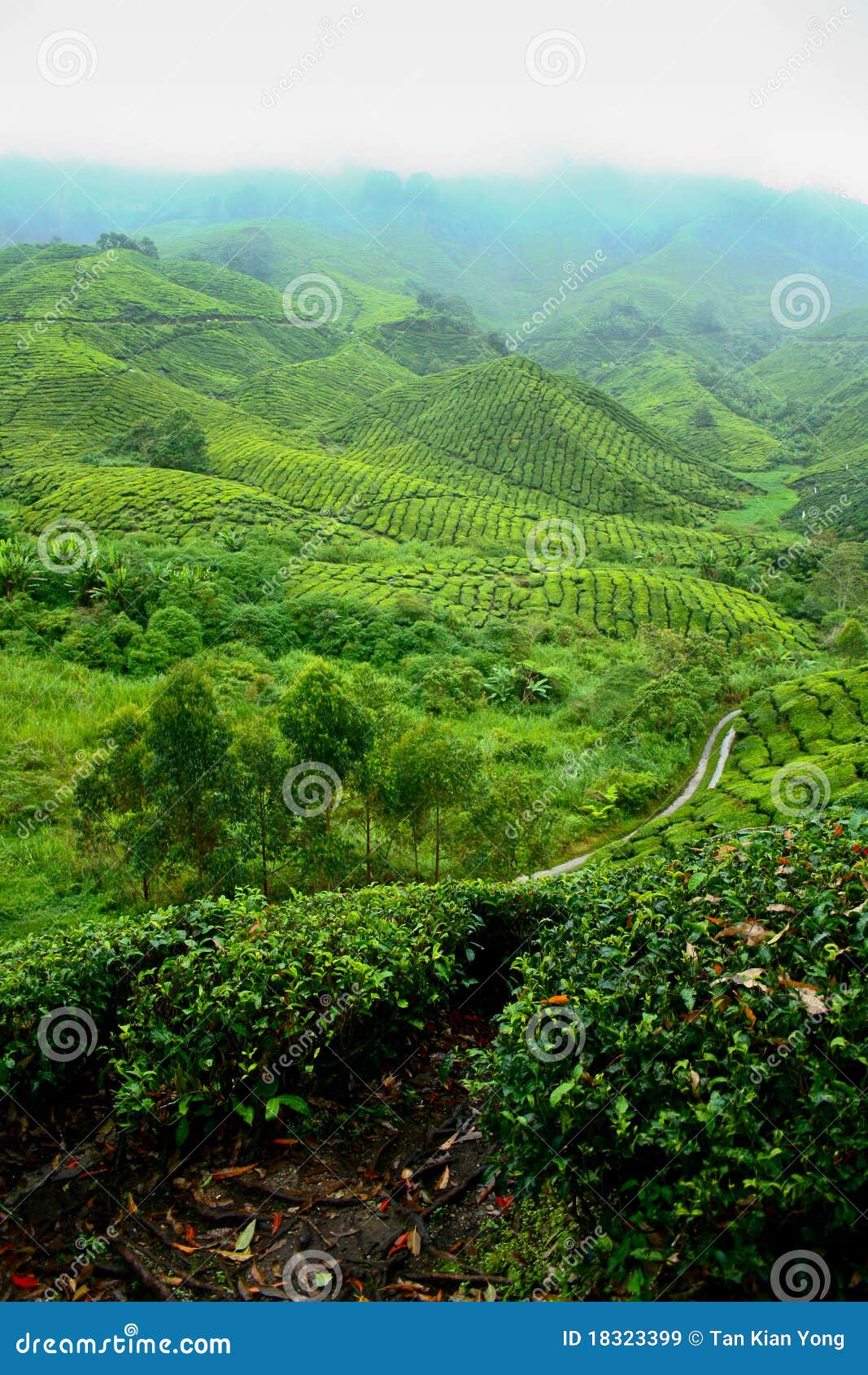 Tea Valley, Cameron Highlands Stock Image - Image of highlands, cameron ...