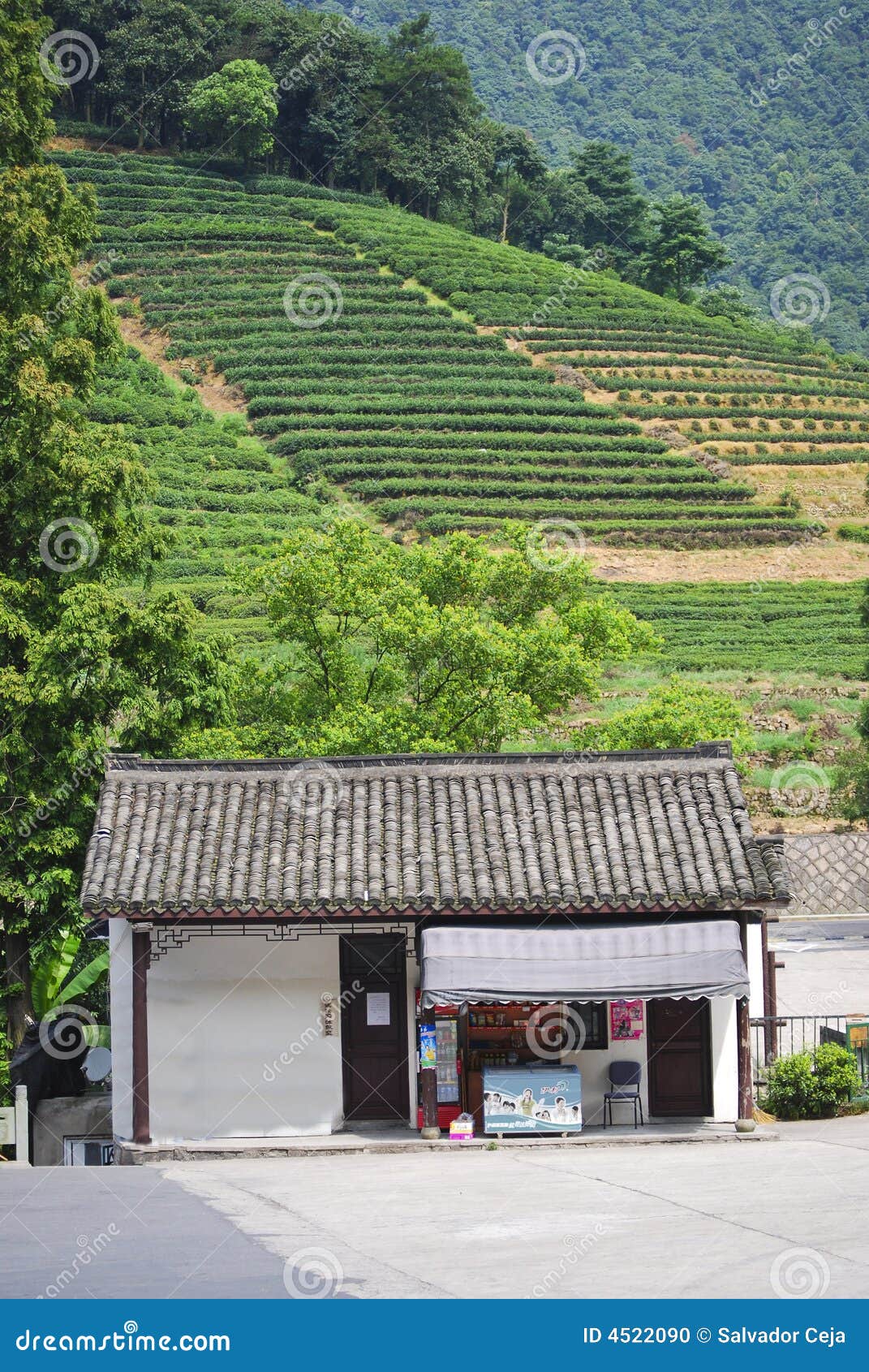 Tea village, China stock photo. Image of leaf, house, landscape - 4522090