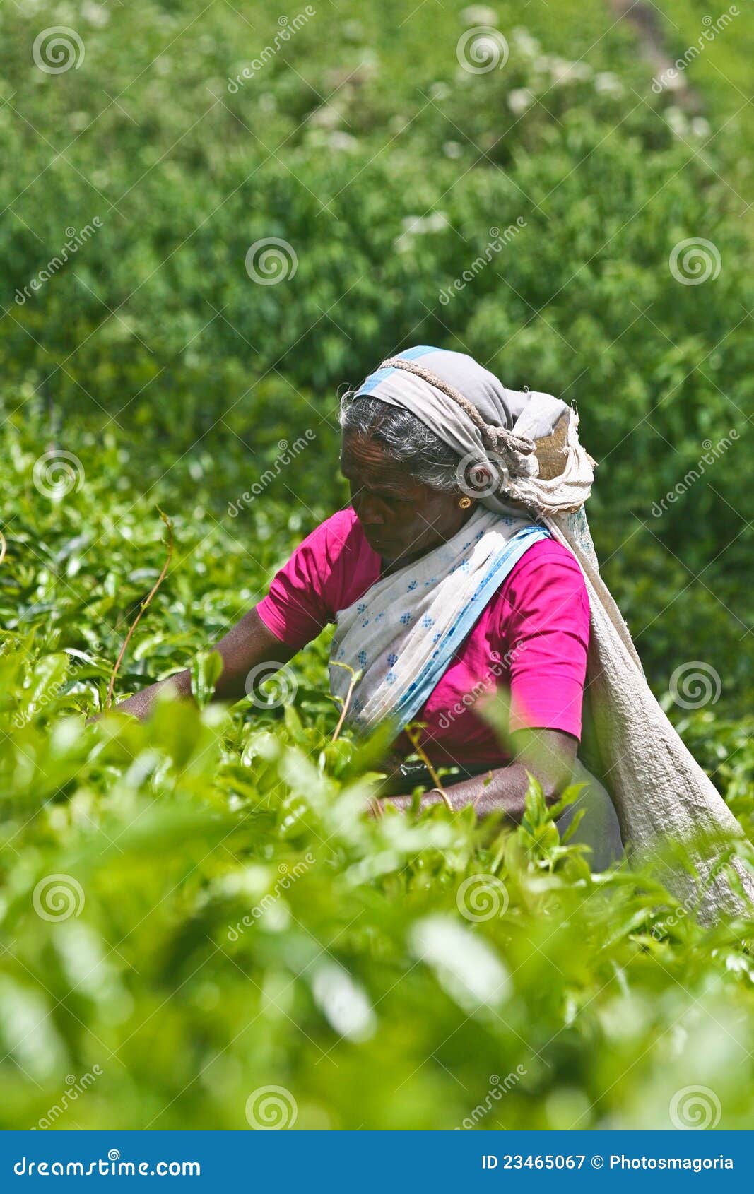Tea Worker editorial photography. Image of close, colombo - 23465067