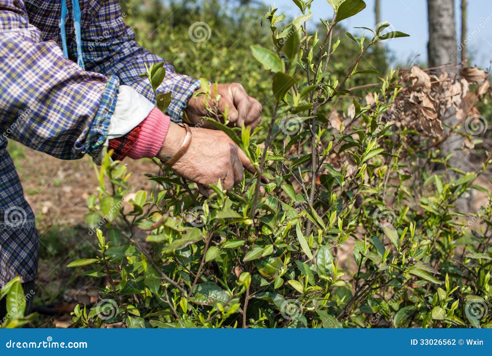 Tea worker stock photo. Image of plant, asia, background - 33026562