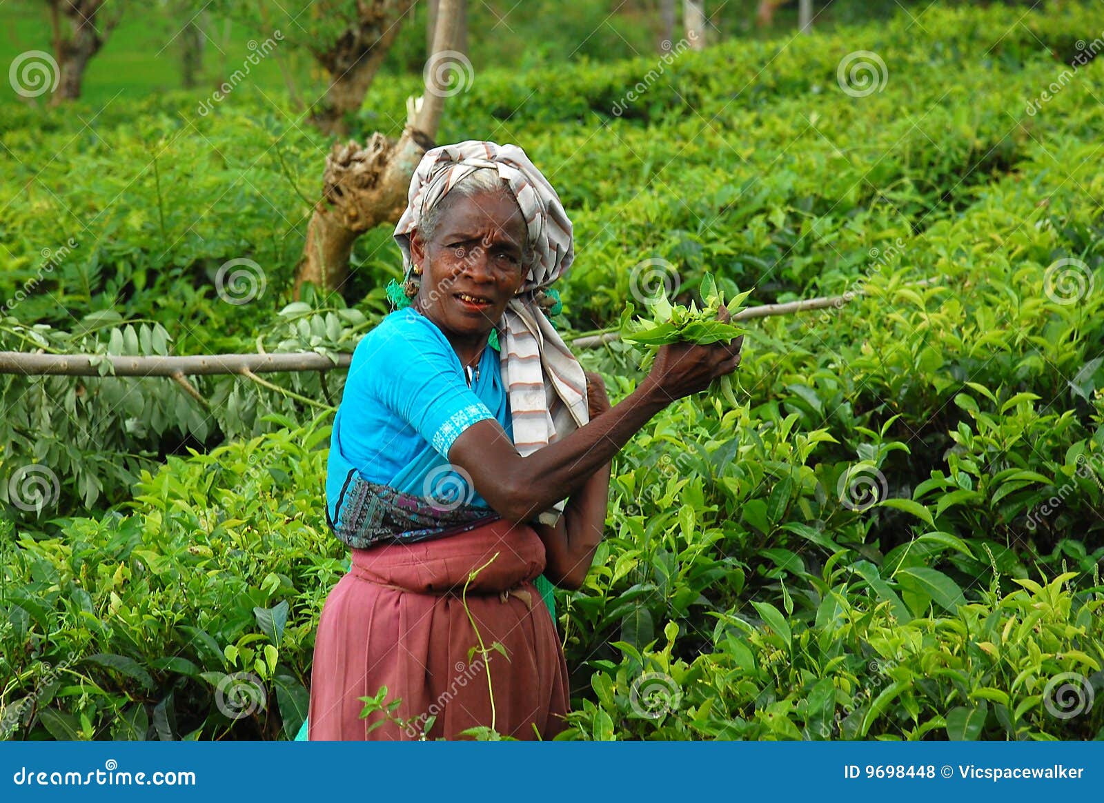 Tea Worker at the Plantation Editorial Stock Photo - Image of labourer ...