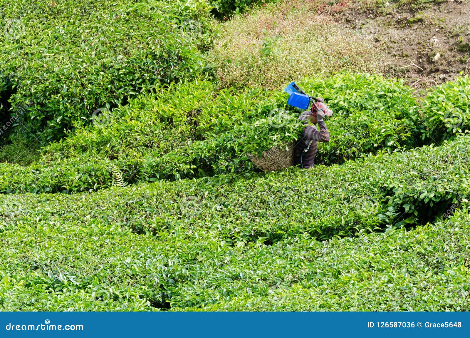 Tea Workers Harvesting Tea Leaf and Storage the Tea Leaf in the Basket ...