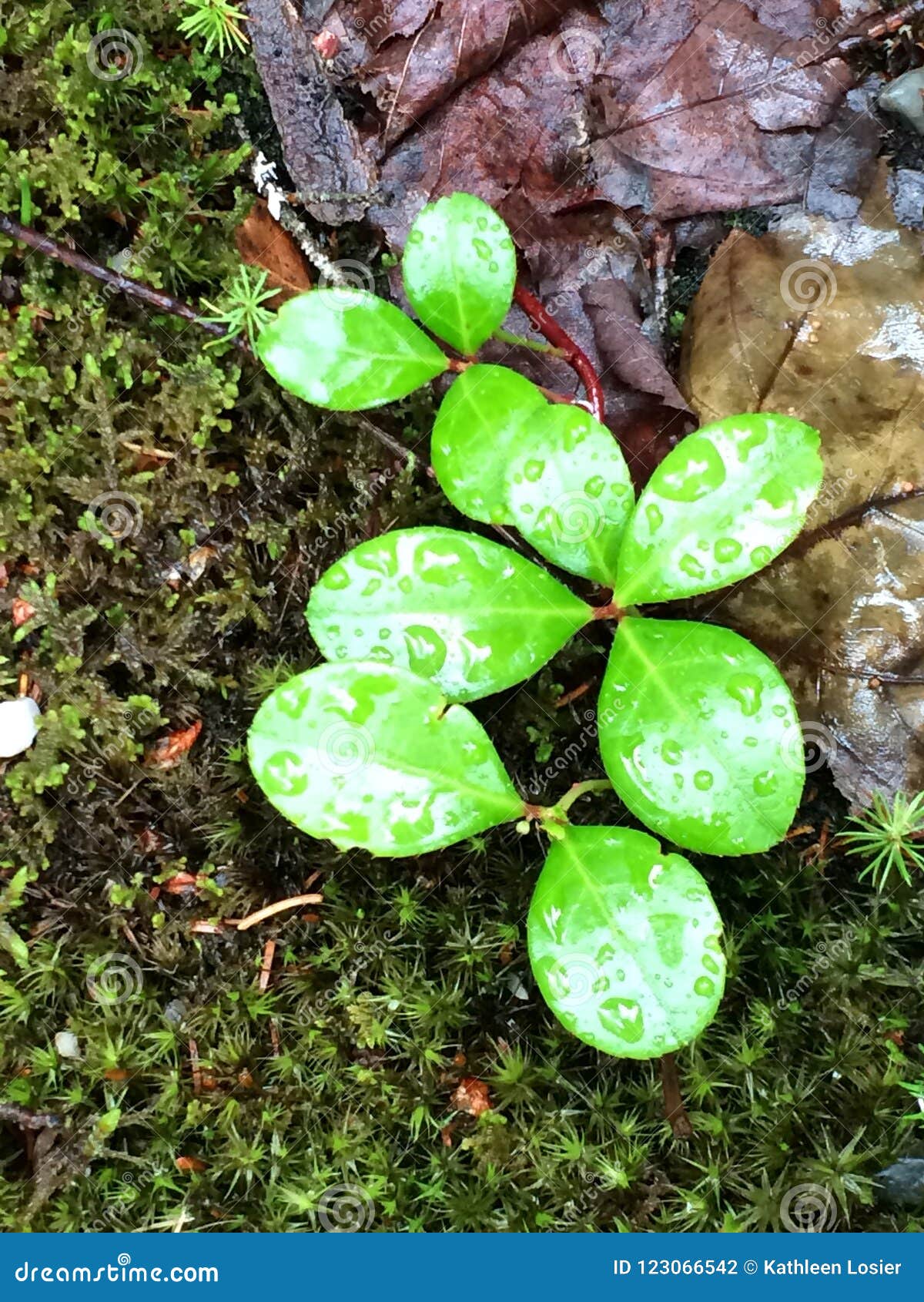 Teaberry stock photo. Image of woods, moss, green, leaves - 123066542