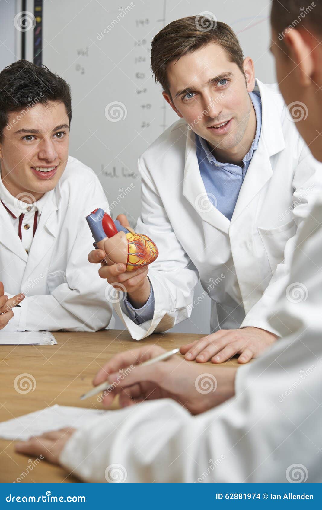 Teacher with Model of Heart in Biology Class Stock Photo - Image of ...